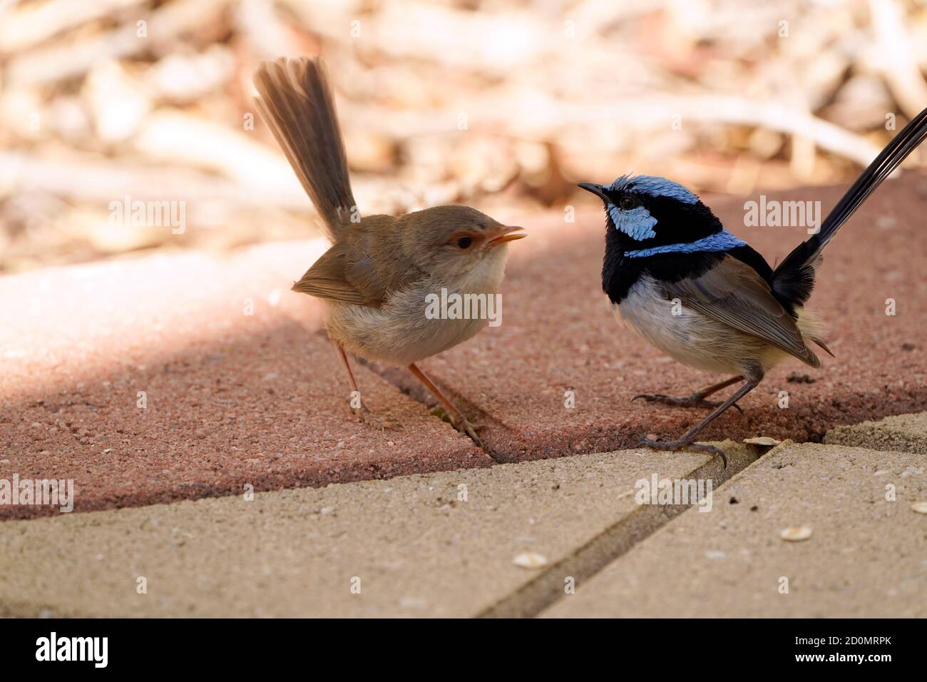 Male stunningly coloured Blue fairy wren feeding its young Stock Photo ...