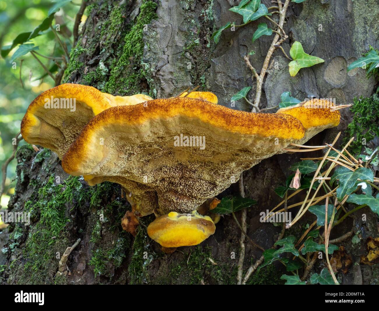 Phaeolus schweinitzii, Velvet-top fungus, underside visible Stock Photo ...
