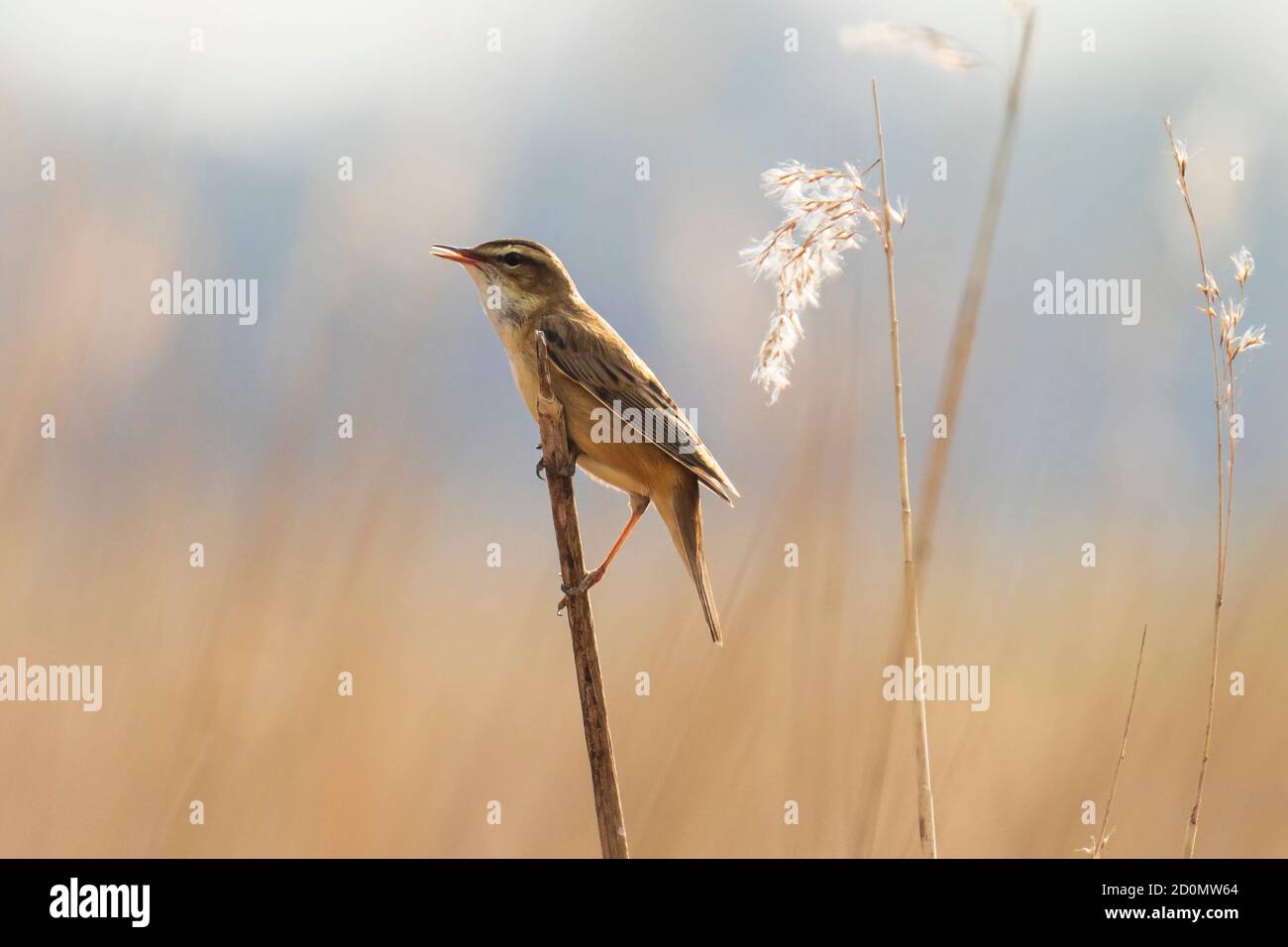 Closeup of a Sedge Warbler bird, Acrocephalus schoenobaenus, singing to attract a female during ...
