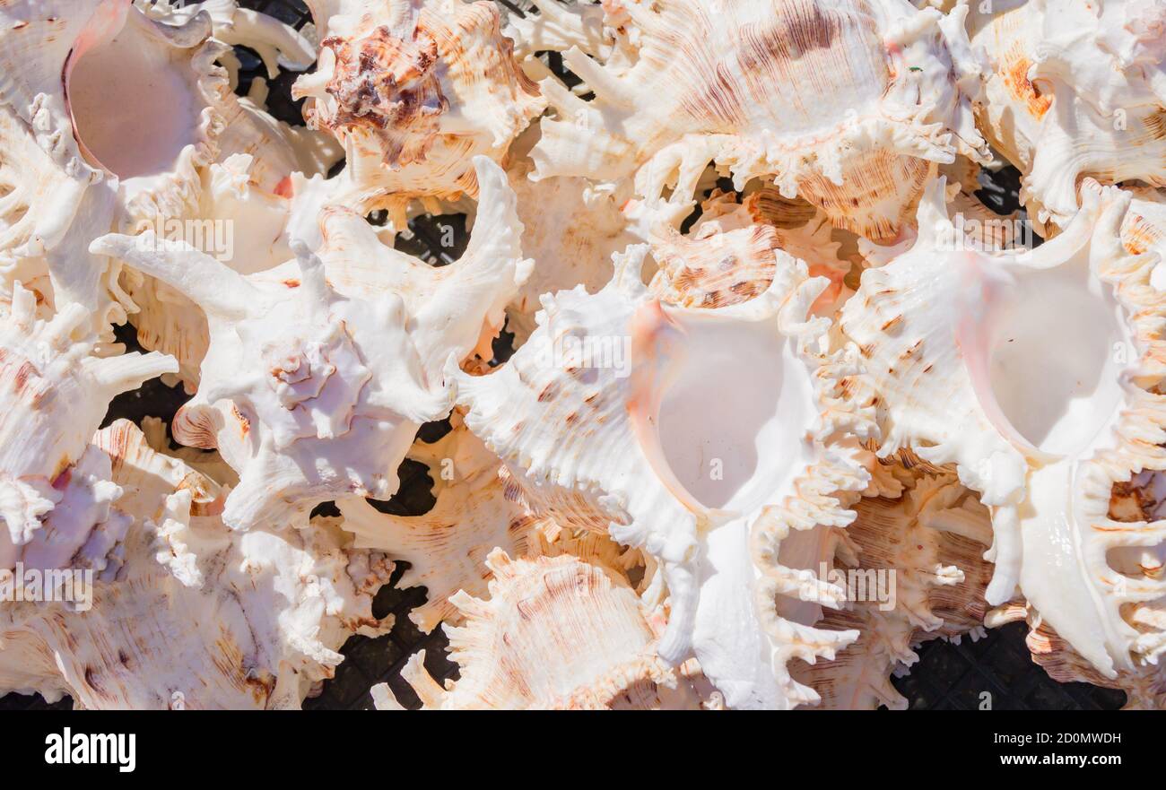 Sea shells background. lots of sea shells piled together Stock Photo ...