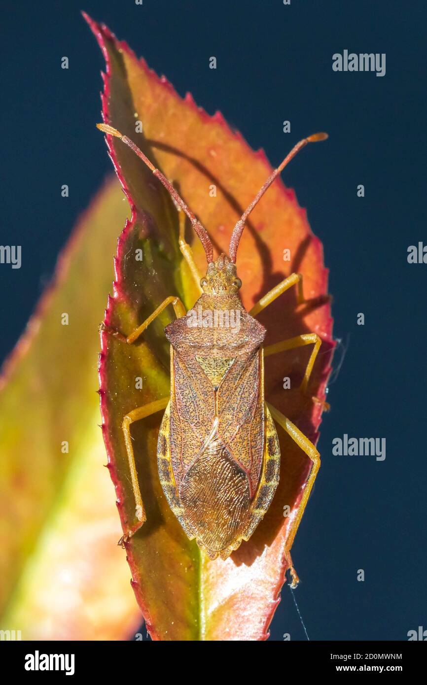 Closeup of a Sloe Bug insect, Dolycoris baccarum, crawling under ...