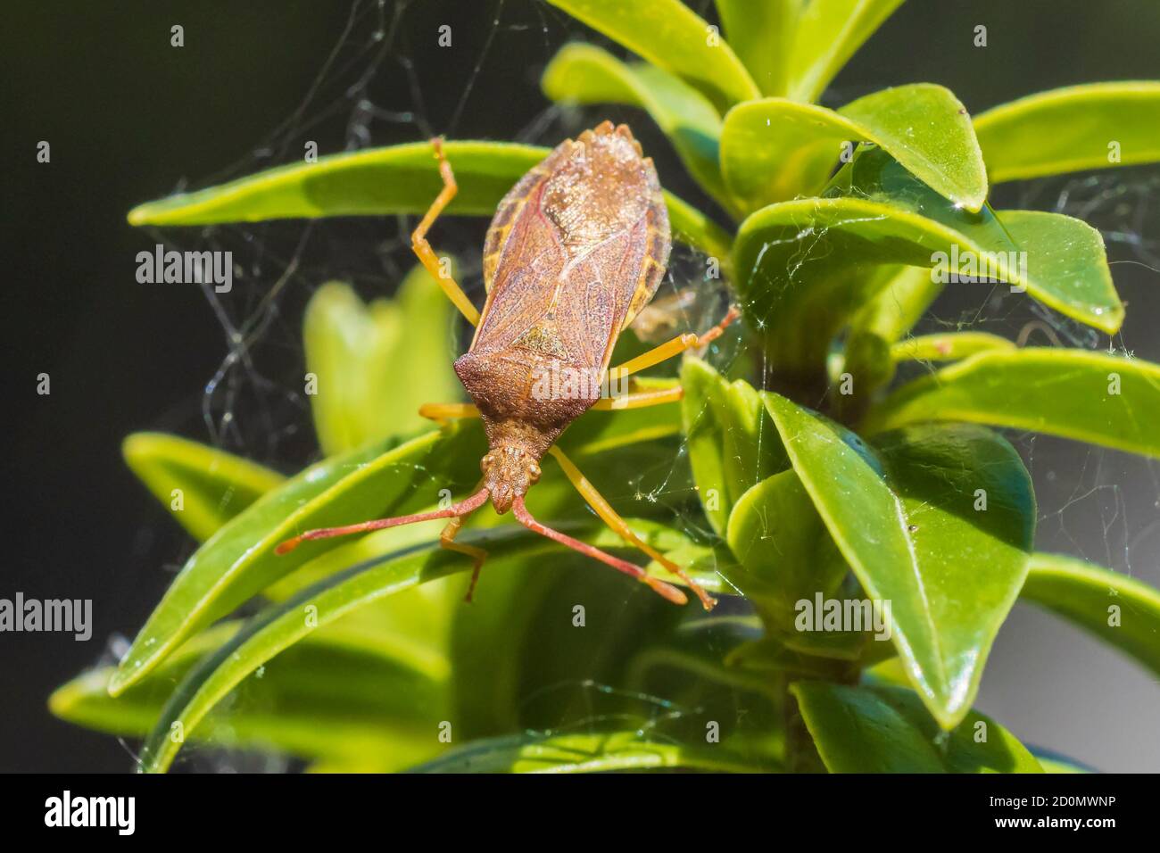 Closeup of a Sloe Bug insect, Dolycoris baccarum, crawling under ...