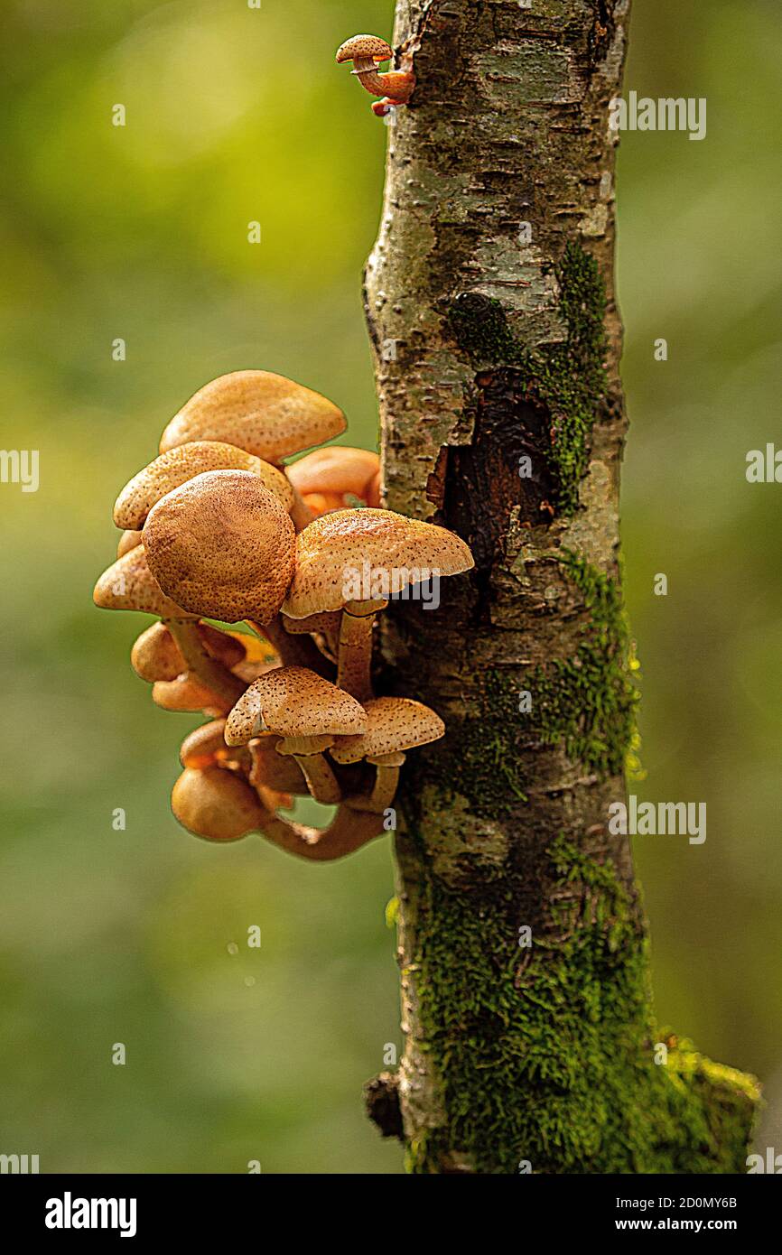 Wild mushrooms in Scotland forest Stock Photo - Alamy