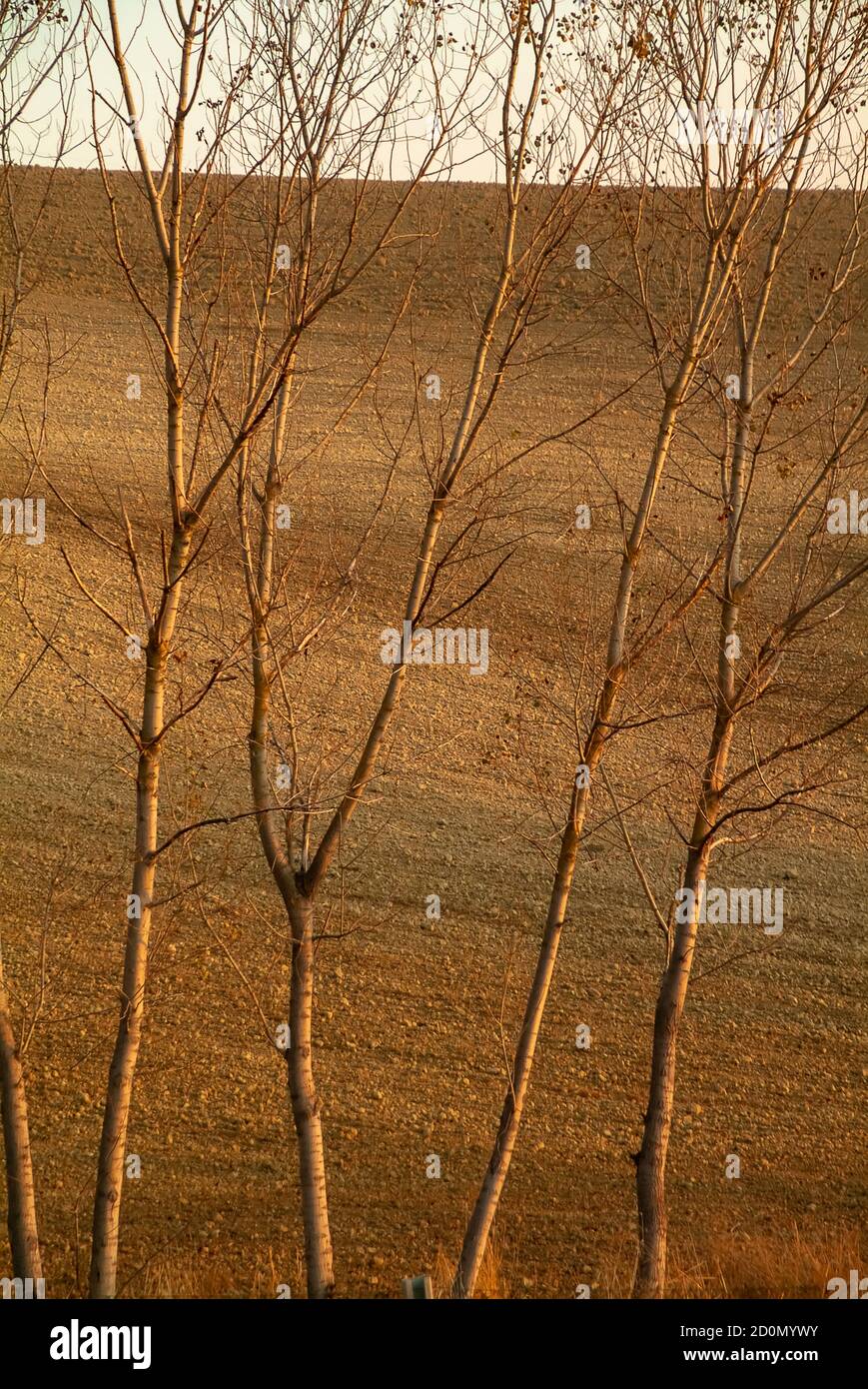 Autumn season, trees that are losing their leaves Stock Photo - Alamy