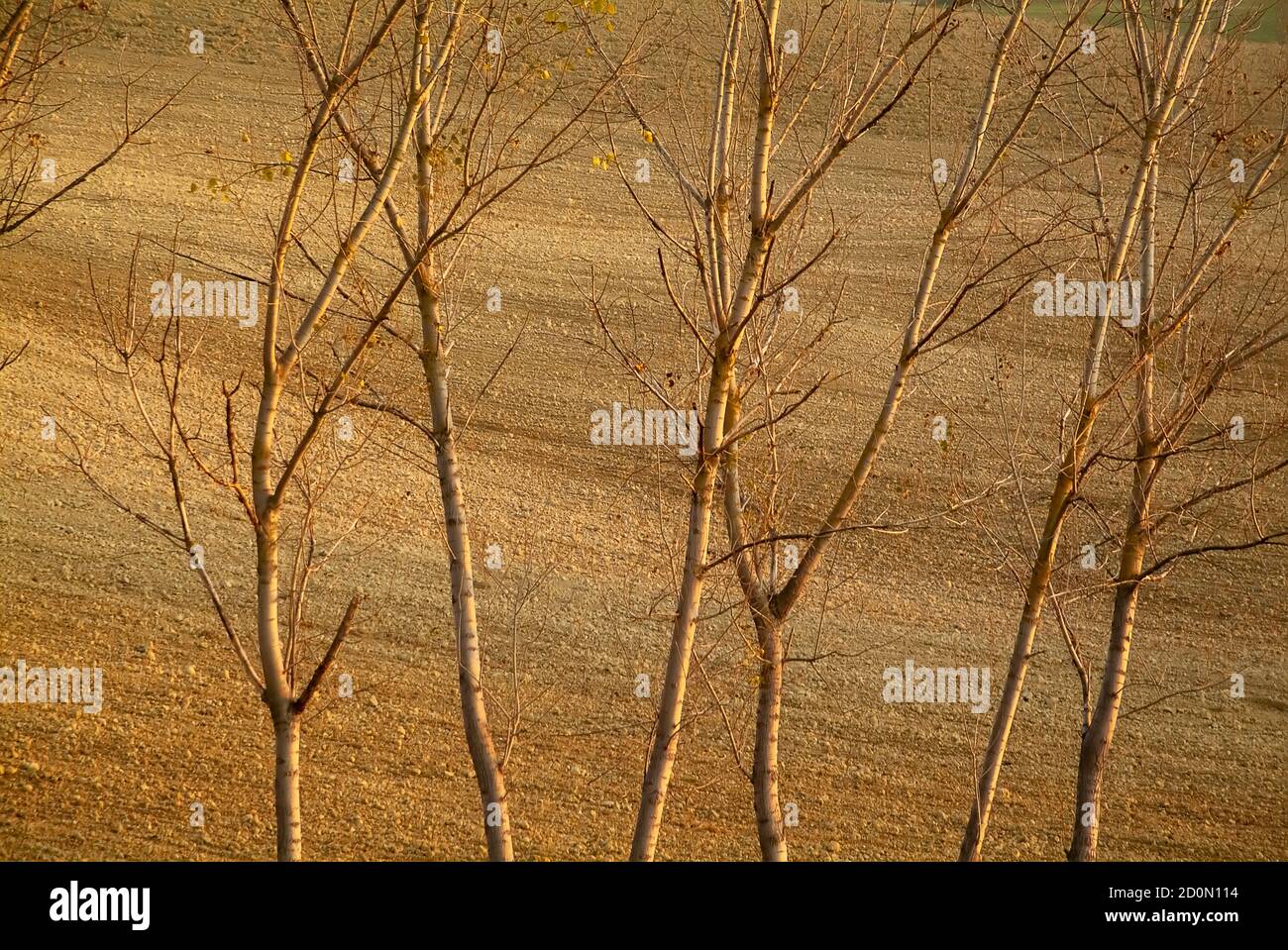 Autumn season, trees that are losing their leaves Stock Photo - Alamy