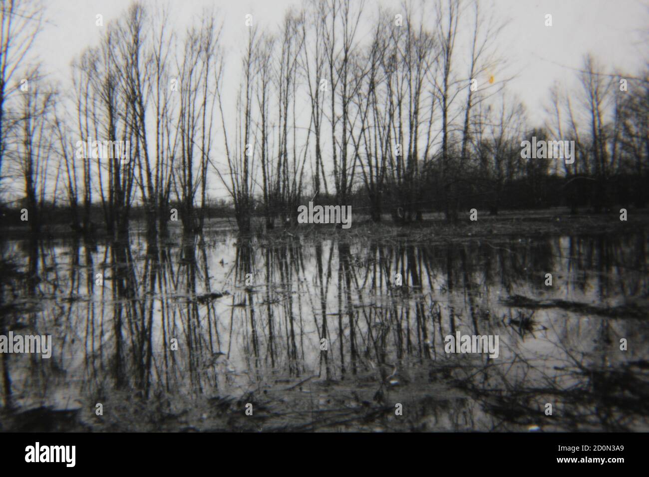 Fine 1970s vintage black and white photography of the forest growing ...