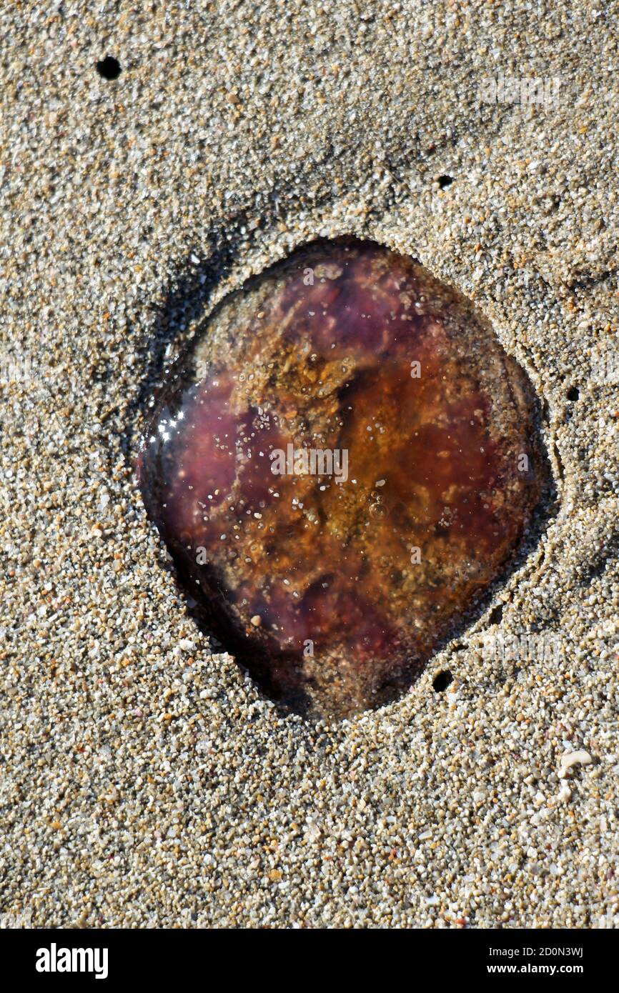 Scheibenqualle hi-res stock photography and images - Alamy