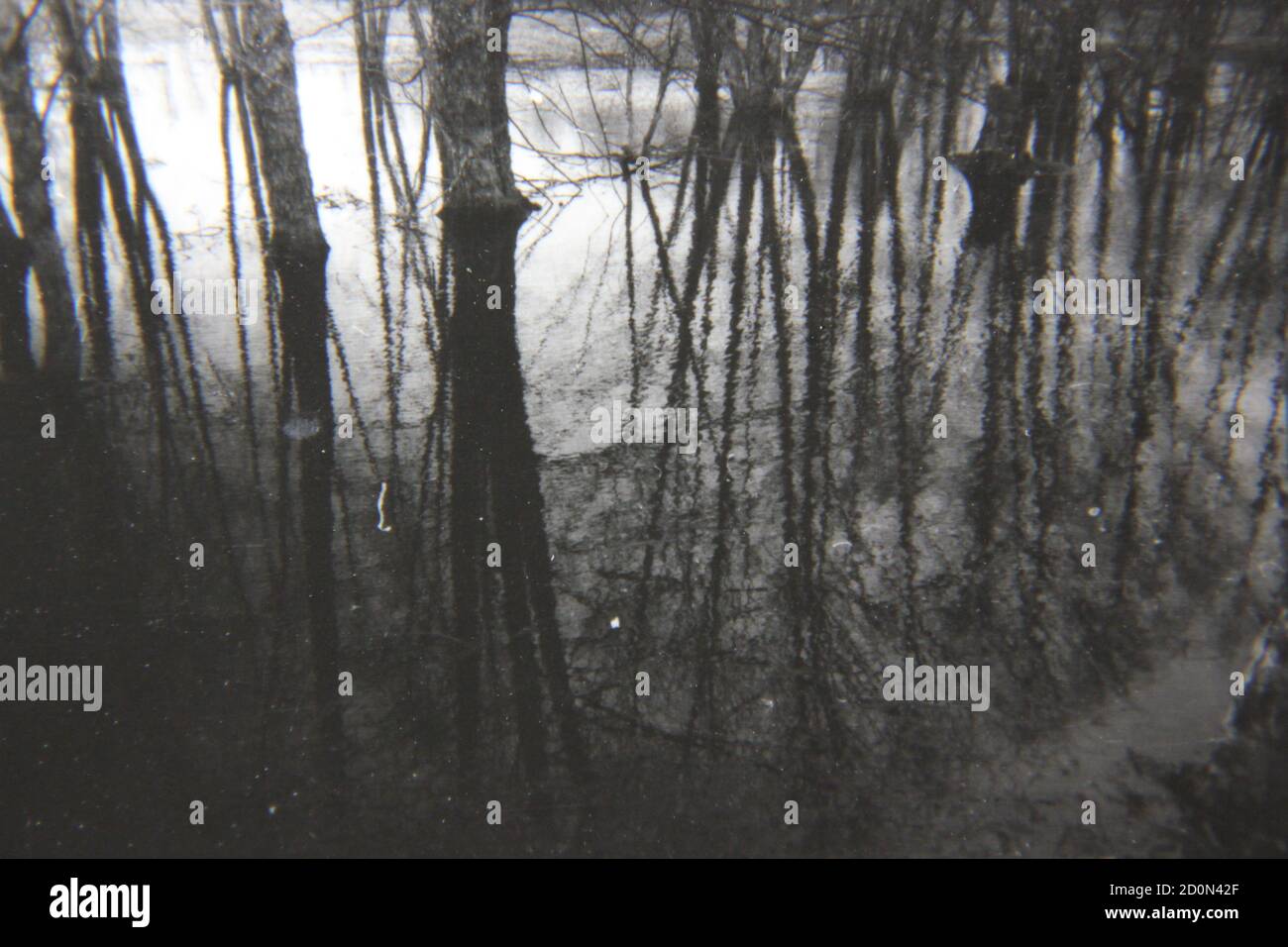 Fine 1970s vintage black and white photography of the forest growing ...