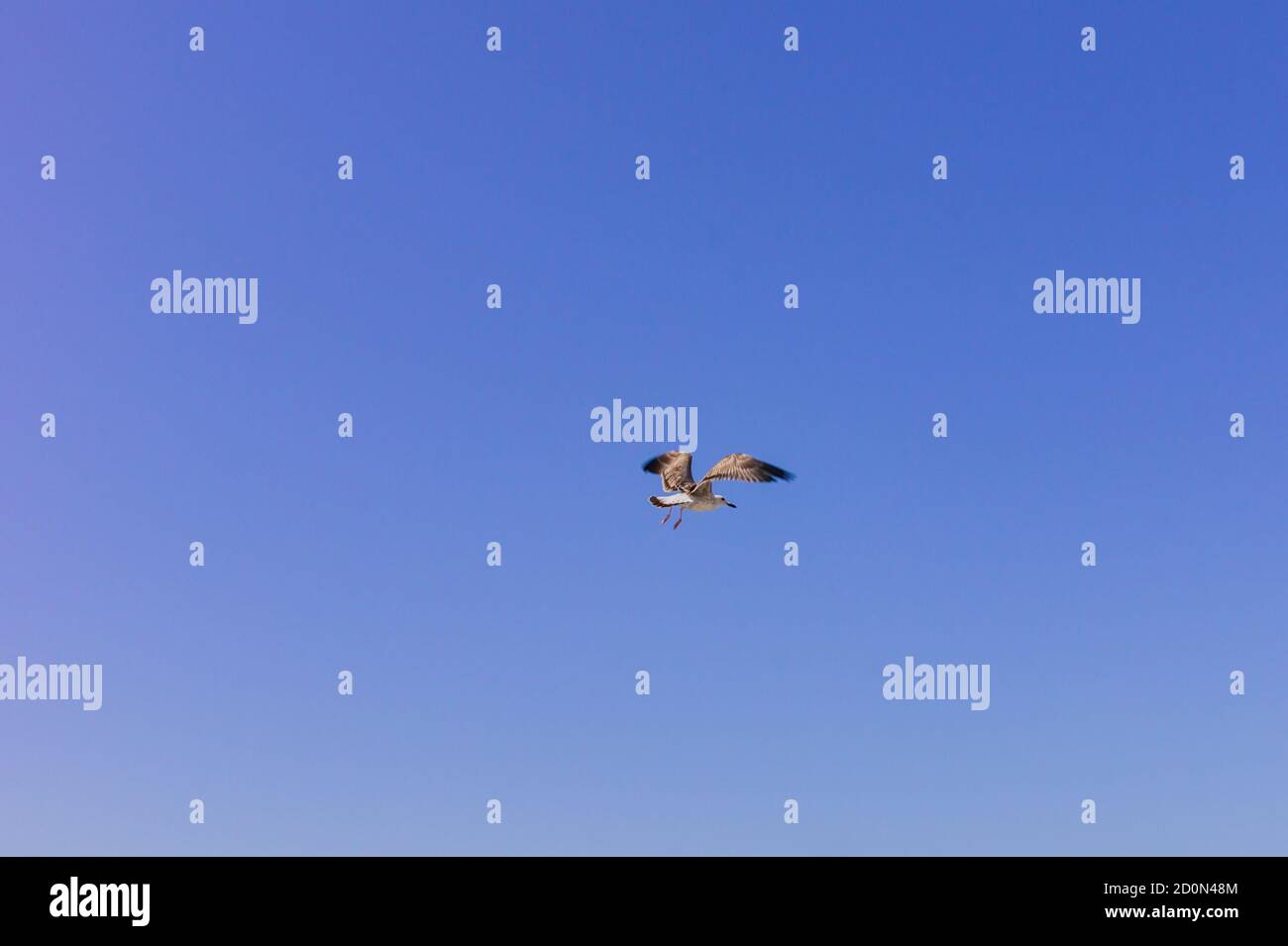 sea gull in the clear blue sky. Flying bird Stock Photo - Alamy