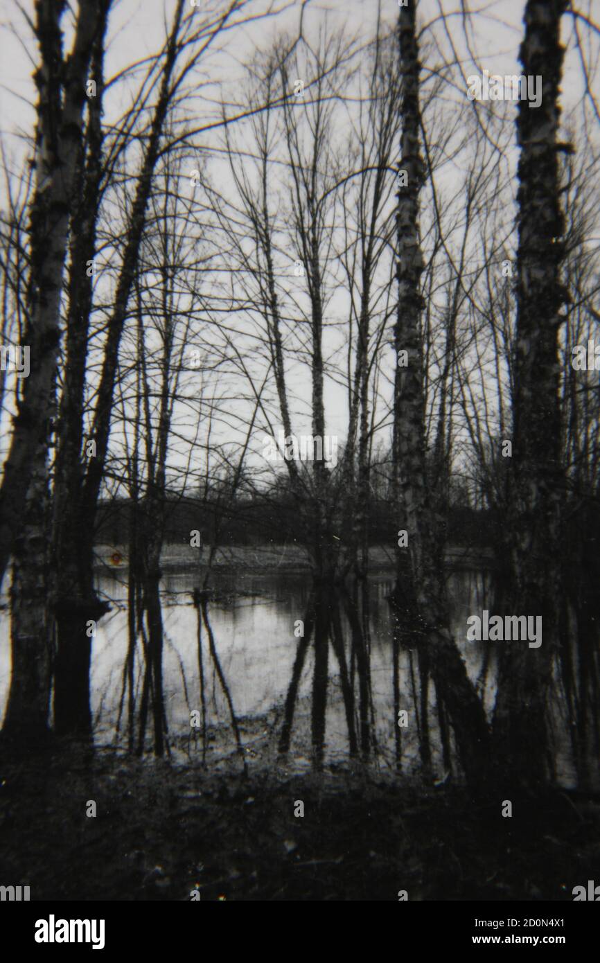 Fine 1970s vintage black and white photography of the forest growing ...