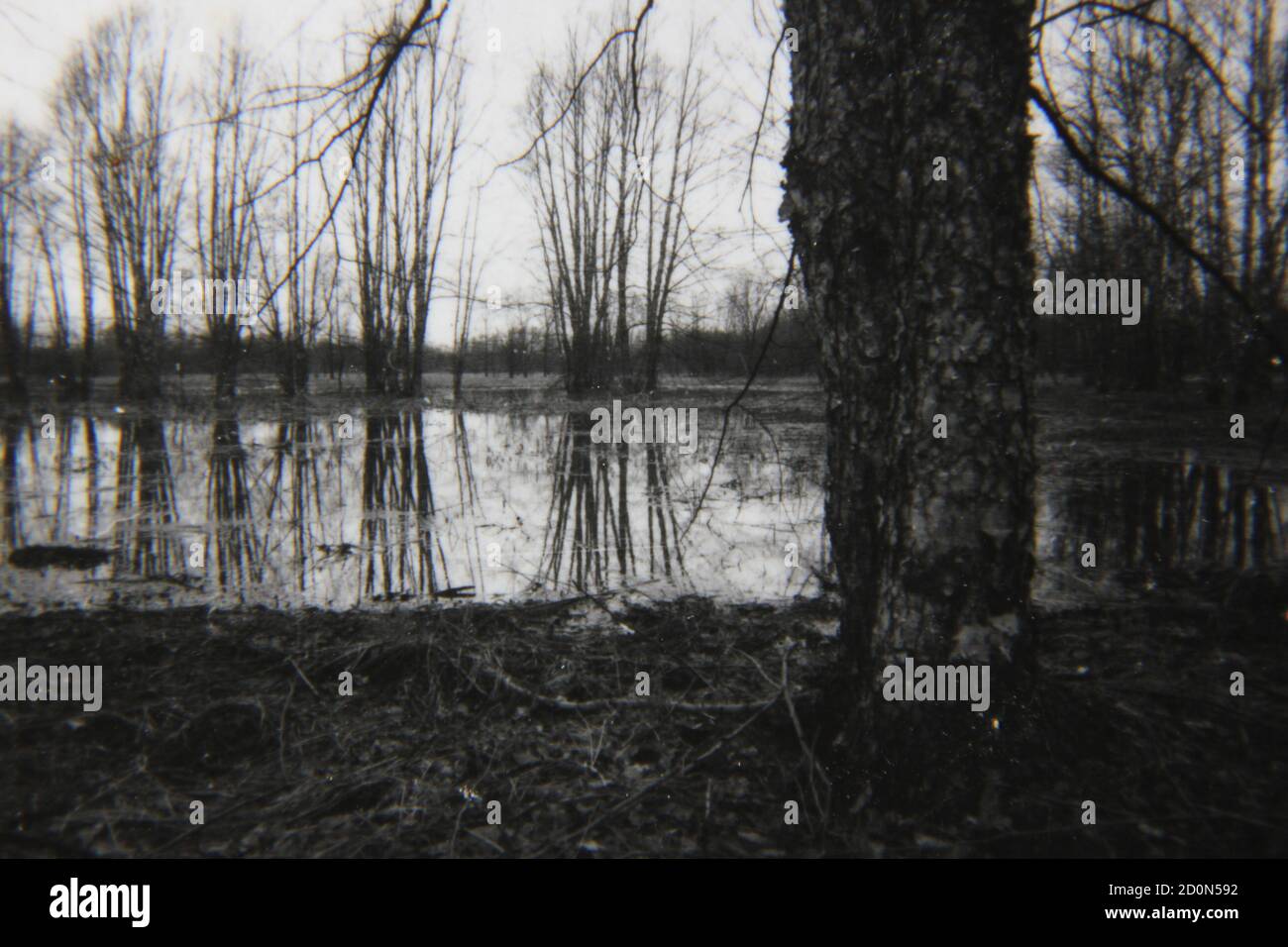 Fine 1970s vintage black and white photography of the forest growing ...