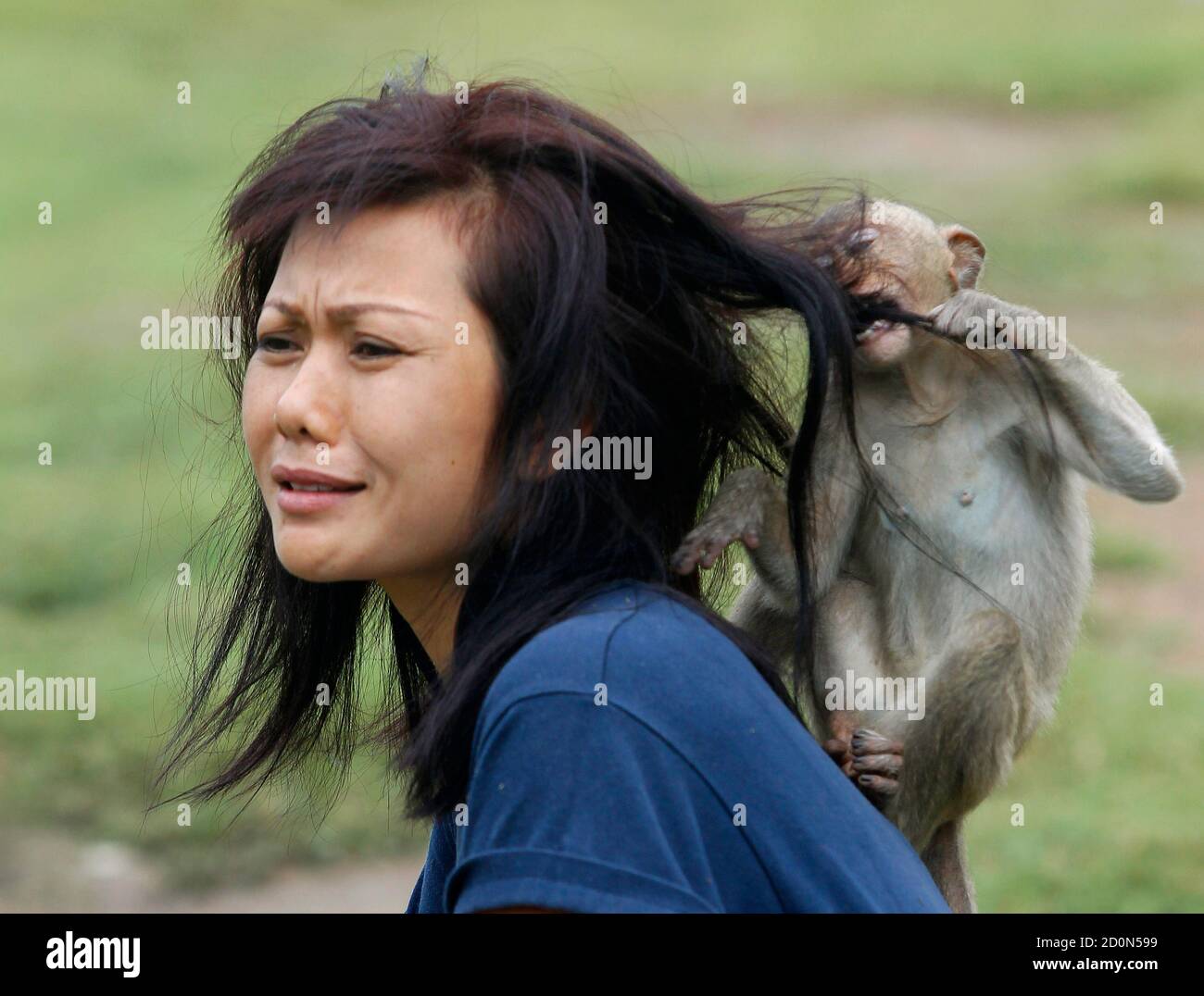 Lopburi monkey hair hi-res stock photography and images - Alamy