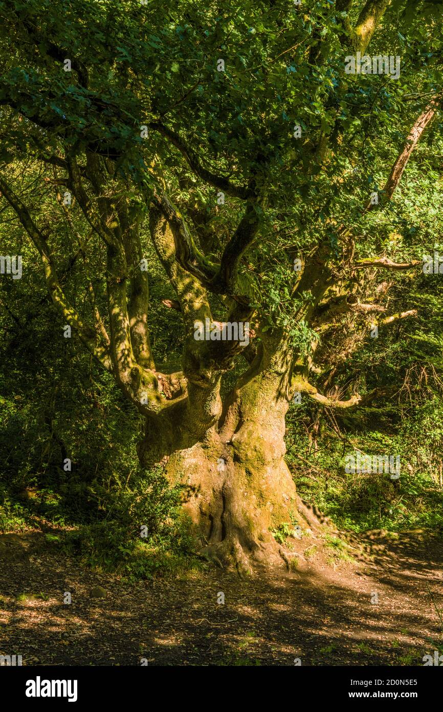 A very old (ancient?) oak tree in a nearby woodland, with a massive ...