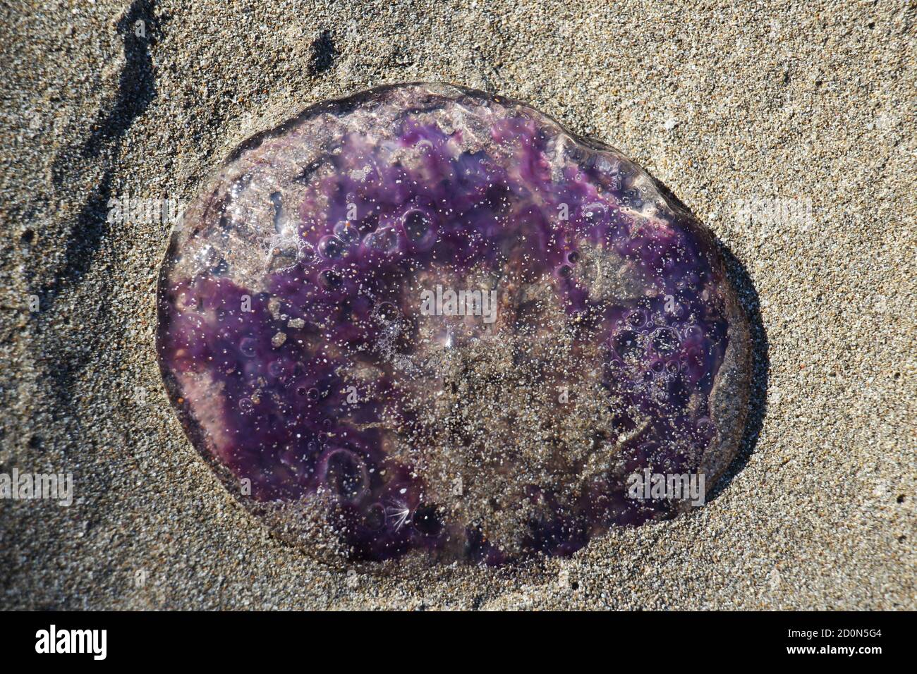 Scheibenqualle hi-res stock photography and images - Alamy