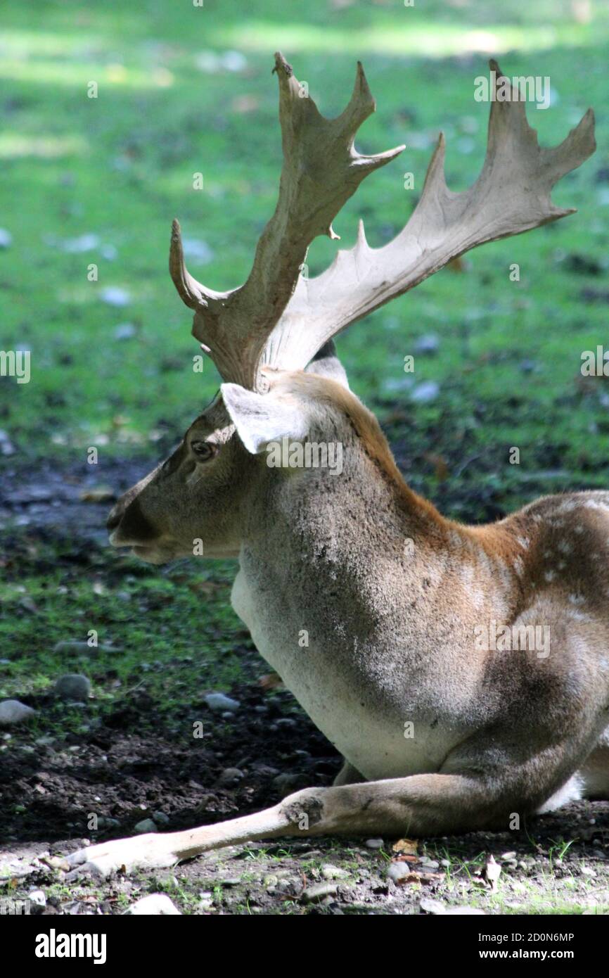 Hirsch damhirsch hi-res stock photography and images - Alamy