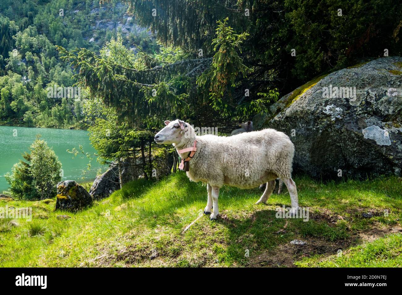 A sheep posing Stock Photo - Alamy