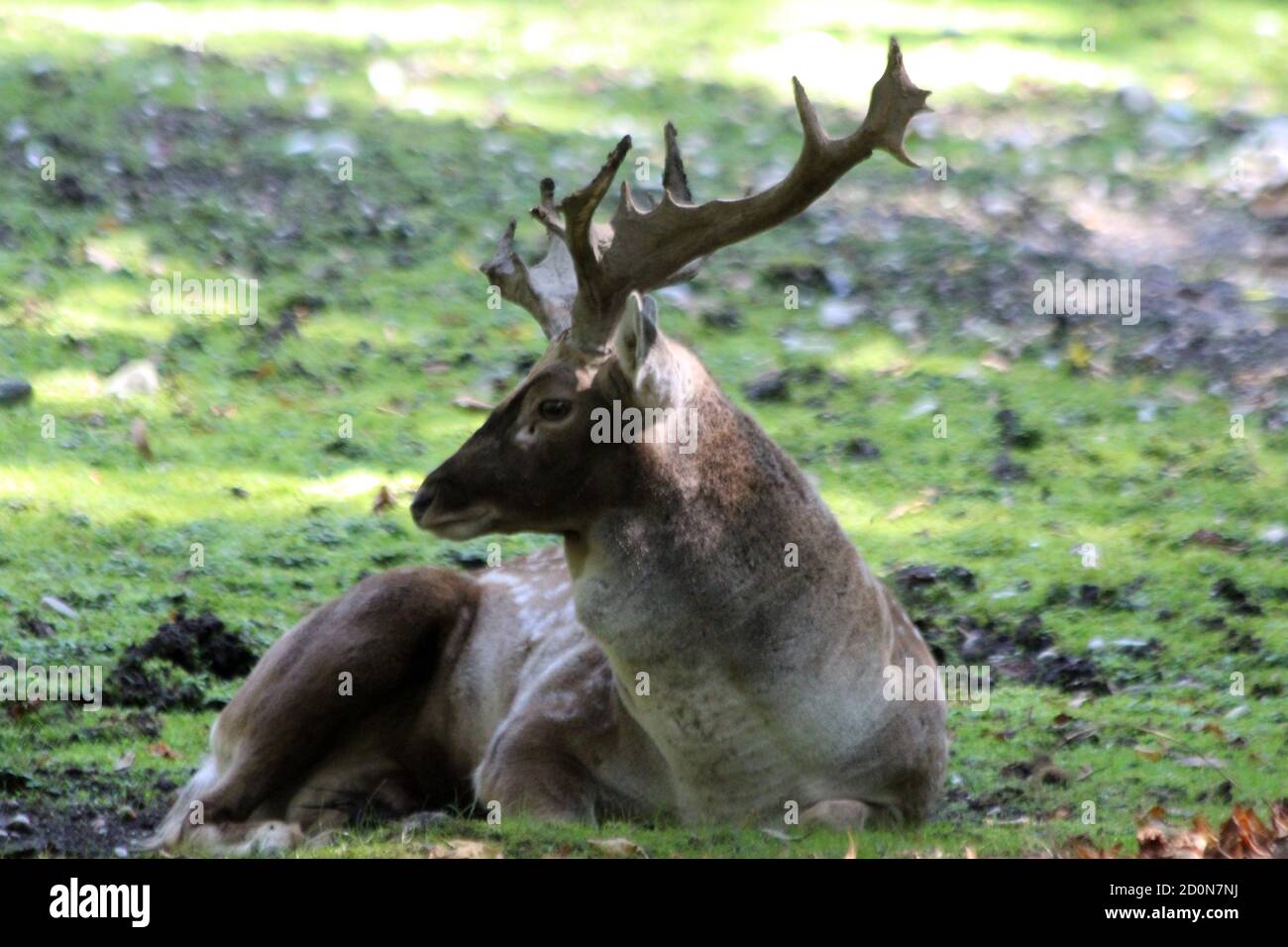 Hirsch damhirsch hi-res stock photography and images - Alamy