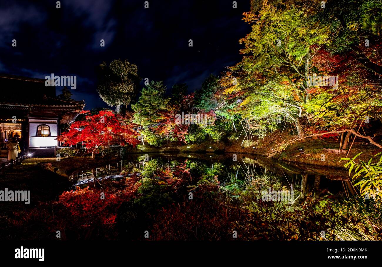 Red leaves during the night in Kyoto Stock Photo - Alamy