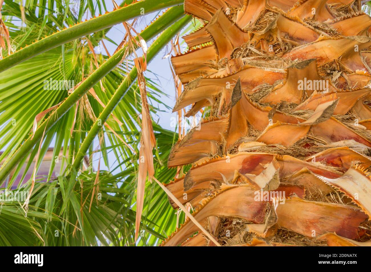 Bottom view banana palm hi-res stock photography and images - Alamy