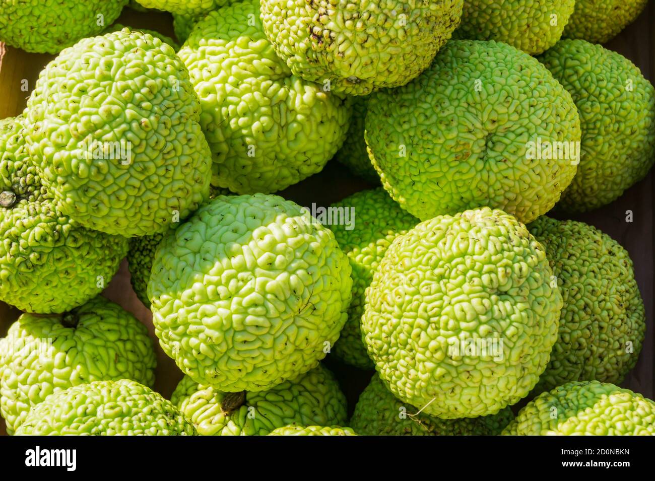 Maclura pomifera fruits background. Adam's apple for medical use Stock ...
