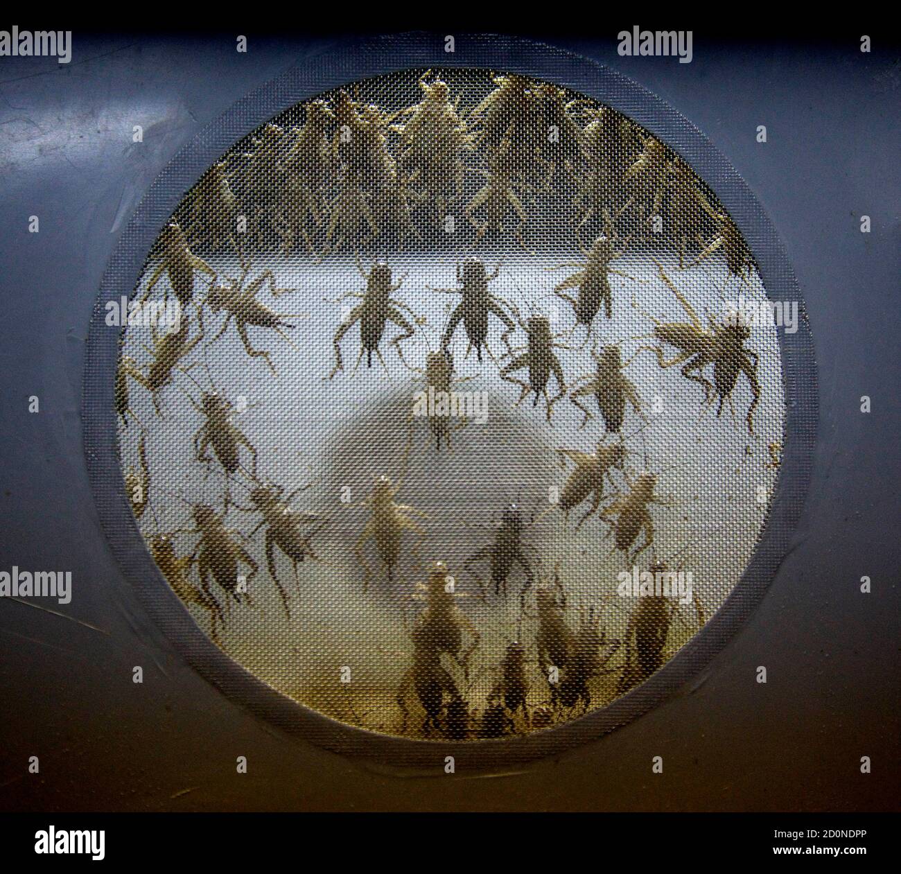 Food made from insects hi-res stock photography and images - Alamy