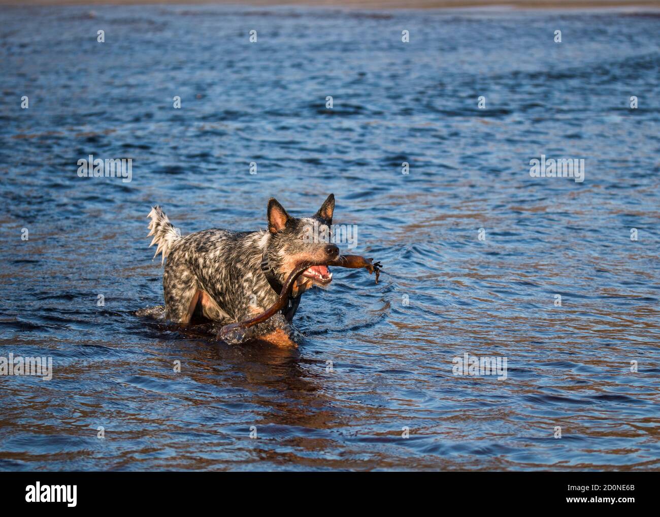 Australian Cattle Dog (Blue Heeler) playing fetch with a piece of kelp ...