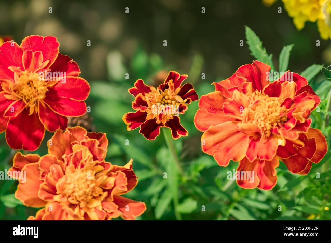 blooming marigold flowers in the garden, nature background Stock Photo ...