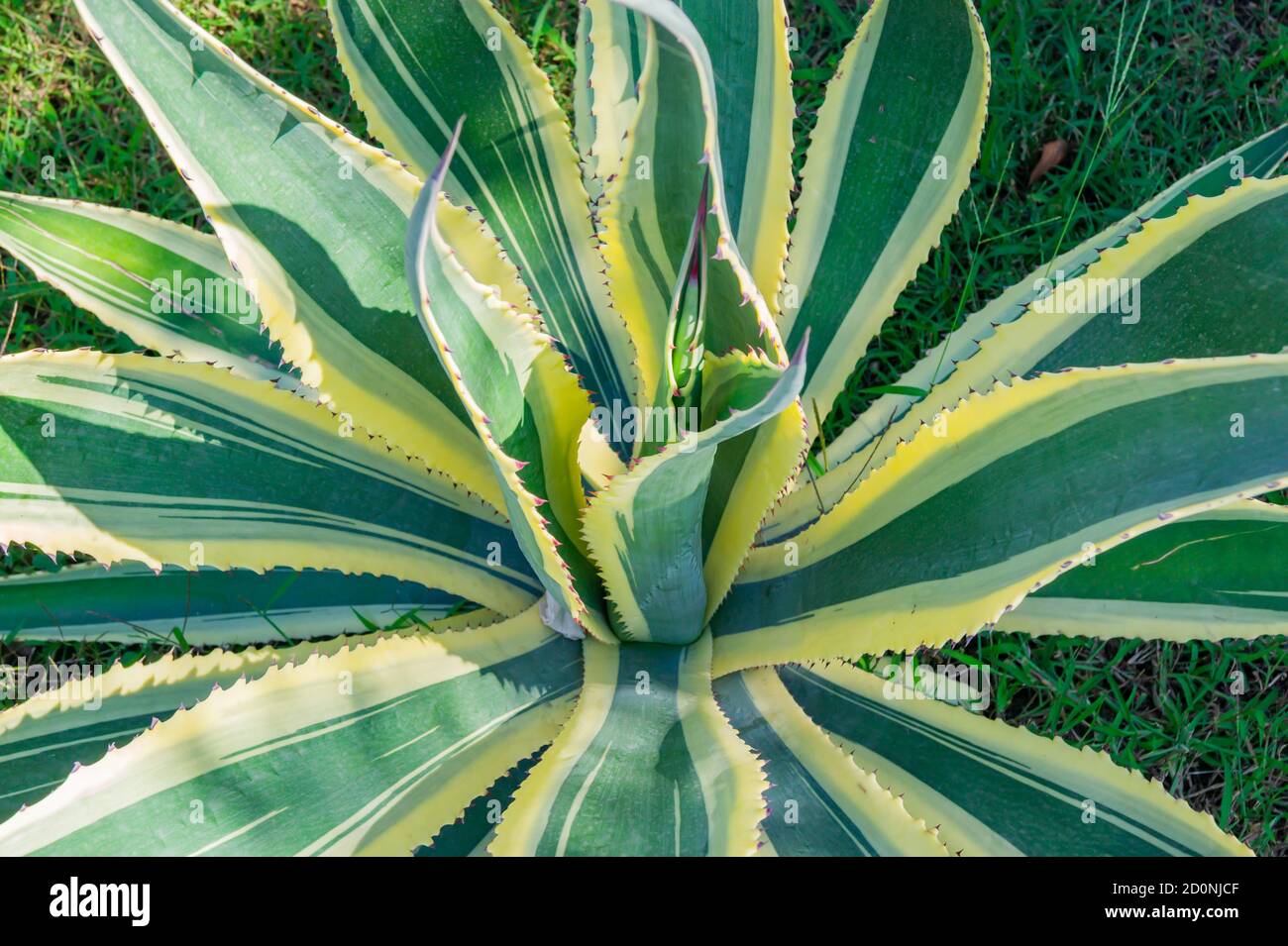 Top view of American agave striped growing outdoors Stock Photo - Alamy