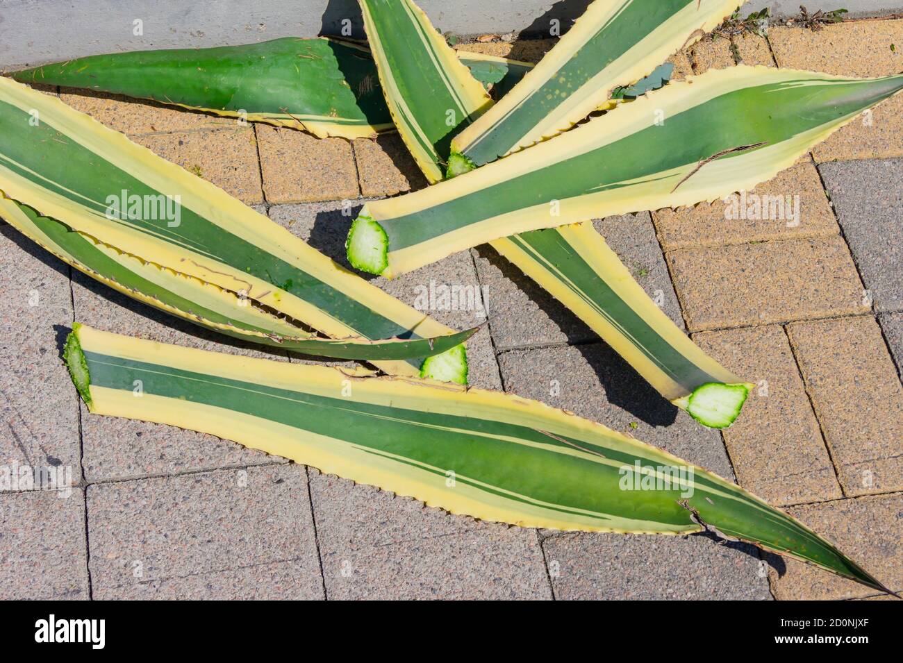 Cutted leaves hi-res stock photography and images - Alamy