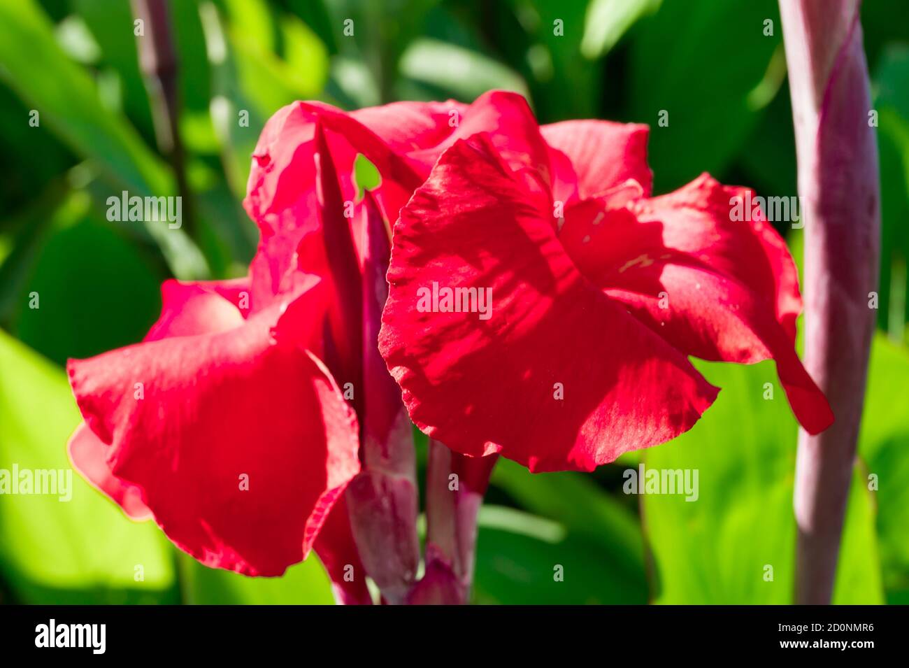 Canna flower also called canna lily in the garden Stock Photo - Alamy