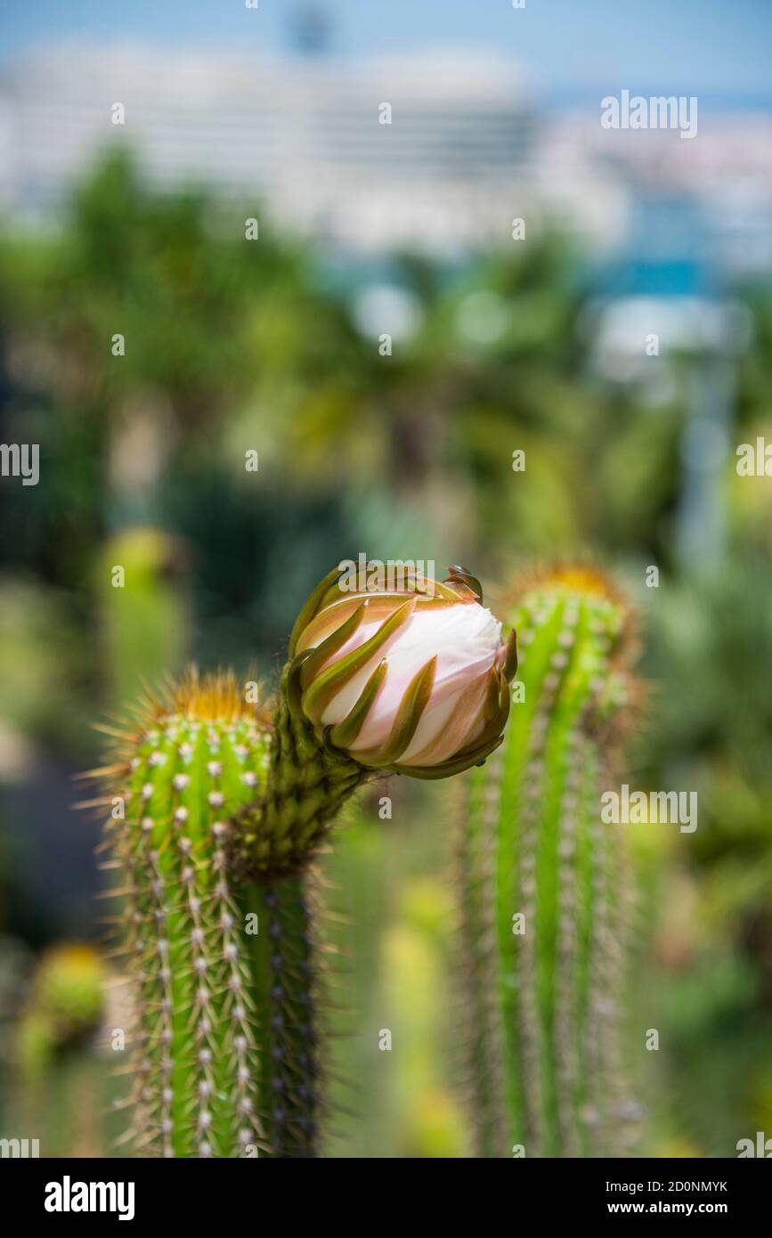 Bright cactus flower Stock Photo - Alamy