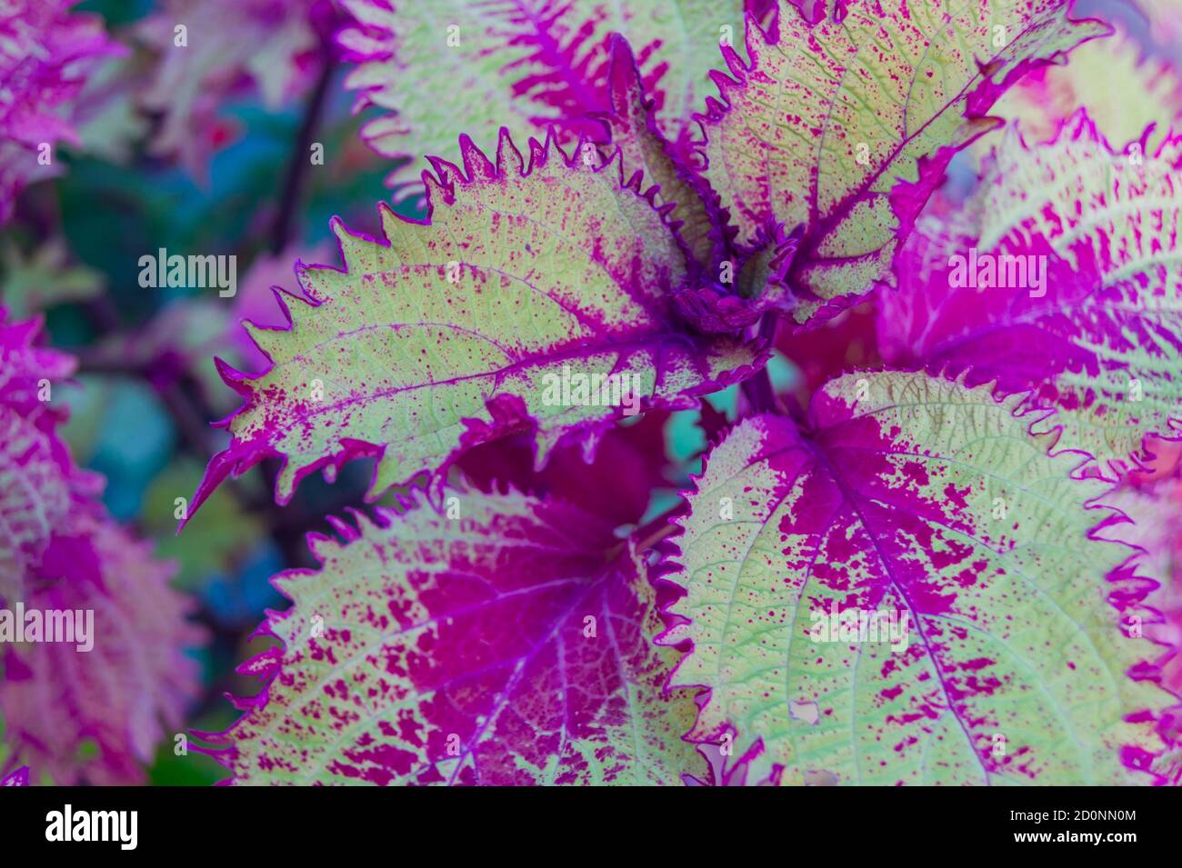 Leaves Of Pink Violet Green Coleus Ornamental Plant High Resolution ...
