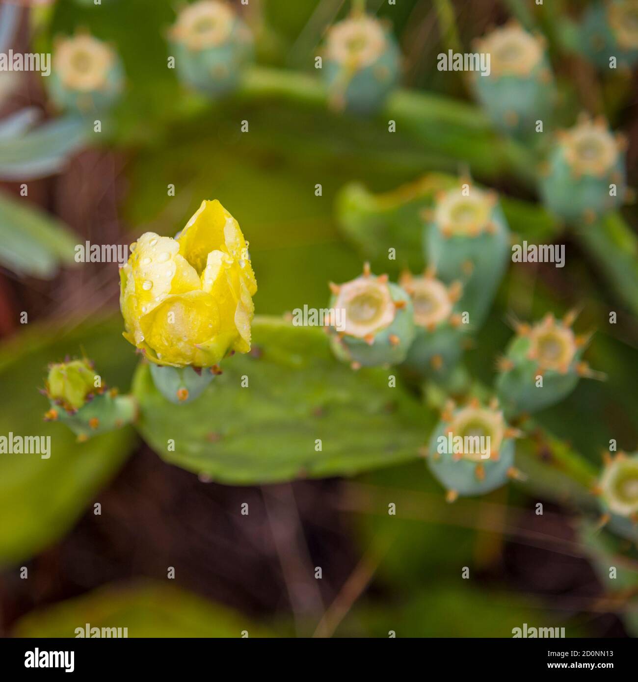 Bright cactus flower Stock Photo - Alamy