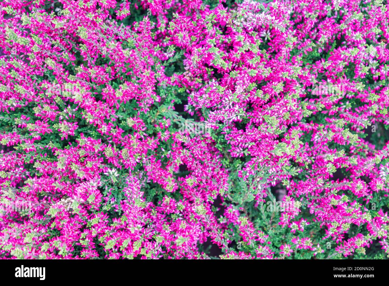Blossom Heather Calluna backdrop. floral background. Blooming twigs of ...