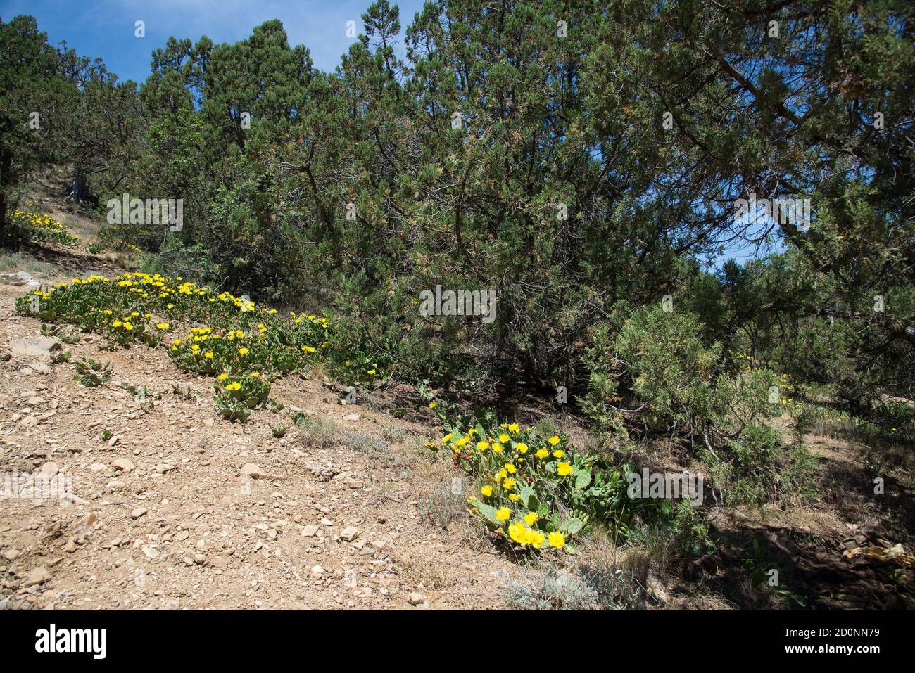 Flowering cacti in the forests of Crimea Stock Photo - Alamy