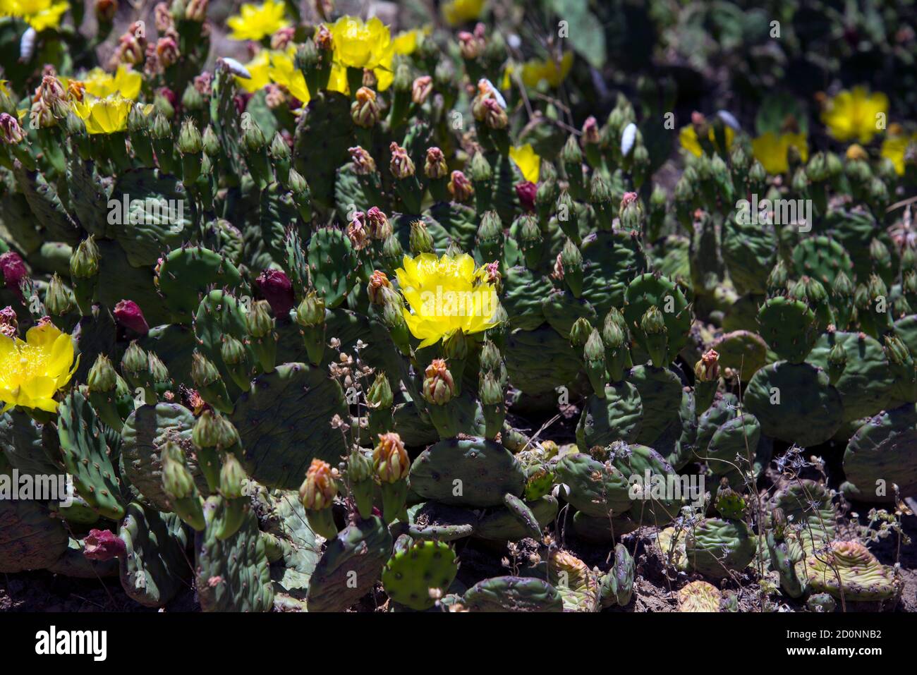 Flowering cacti in the forests of Crimea Stock Photo - Alamy