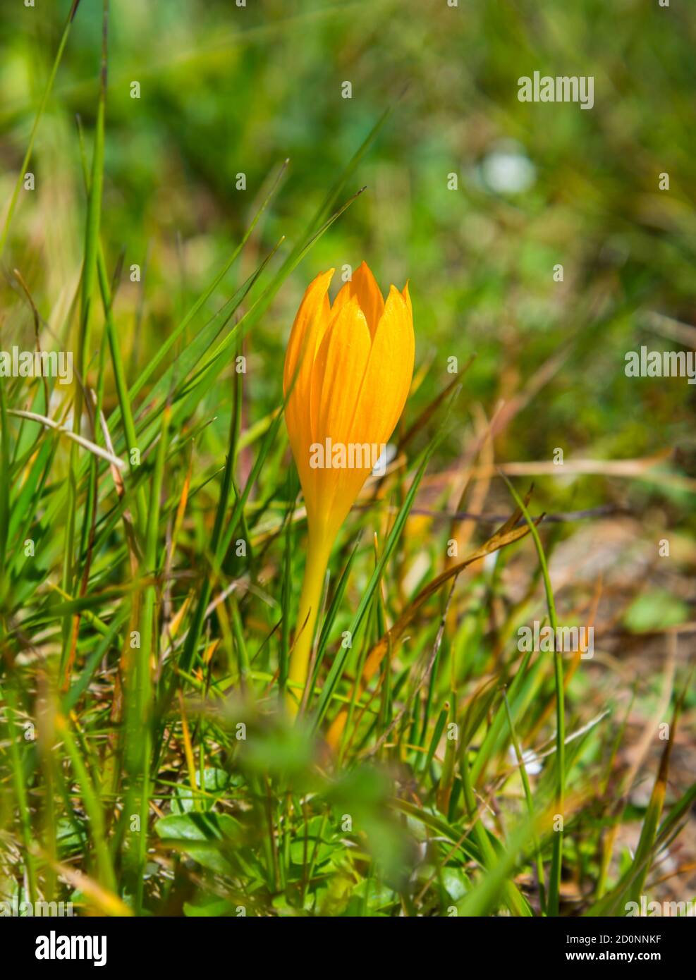 Orange mountain crocus hi-res stock photography and images - Alamy