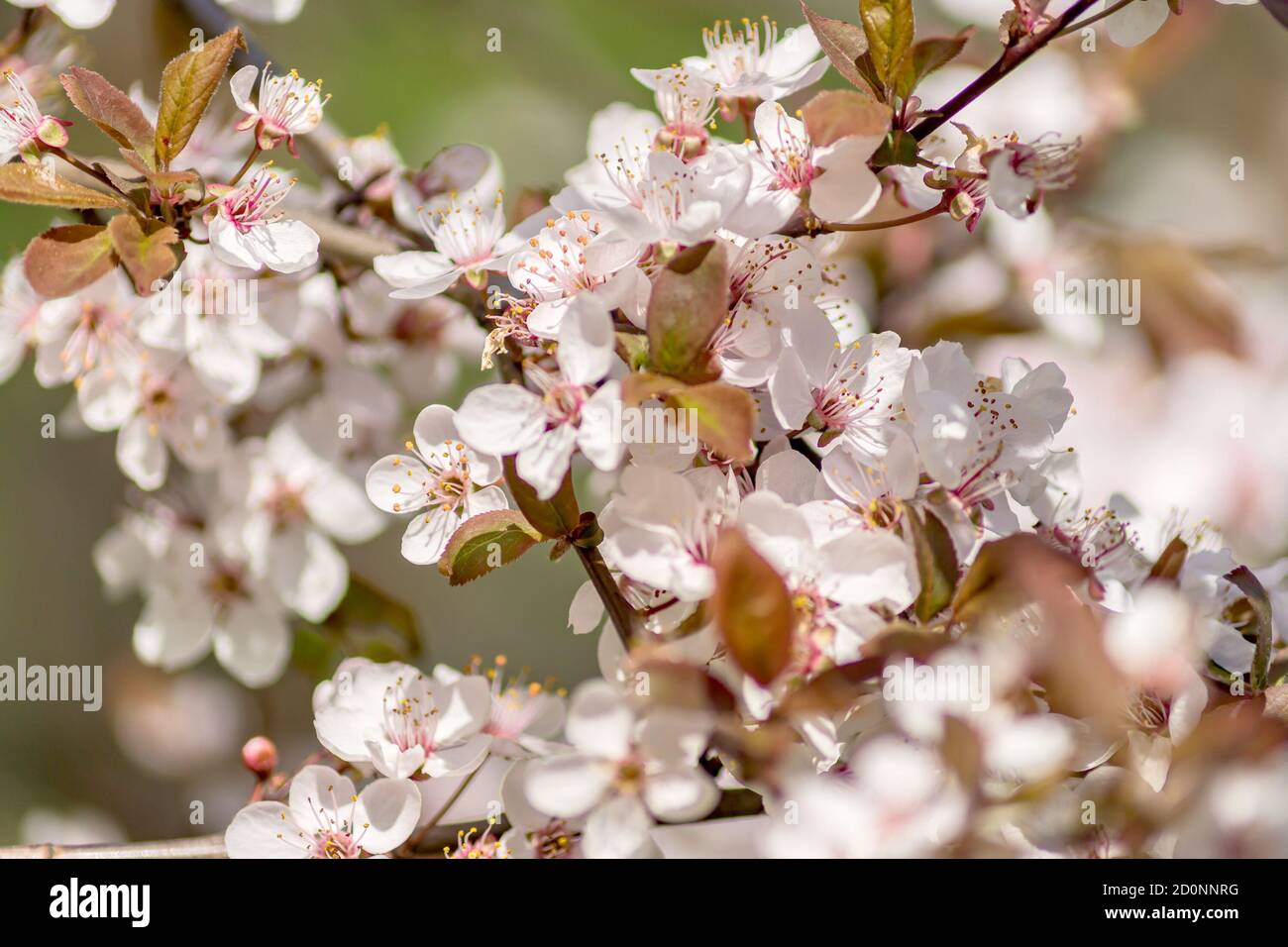 beautiful natural background of blooming apple tree in spring Stock ...