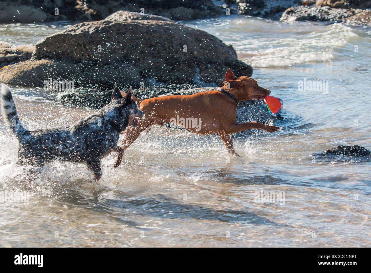 Two dogs playing on the beach in the water with a ball splashing around ...