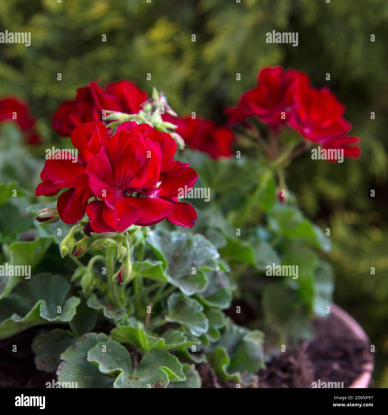 Red geraniums in the summer garden Stock Photo - Alamy