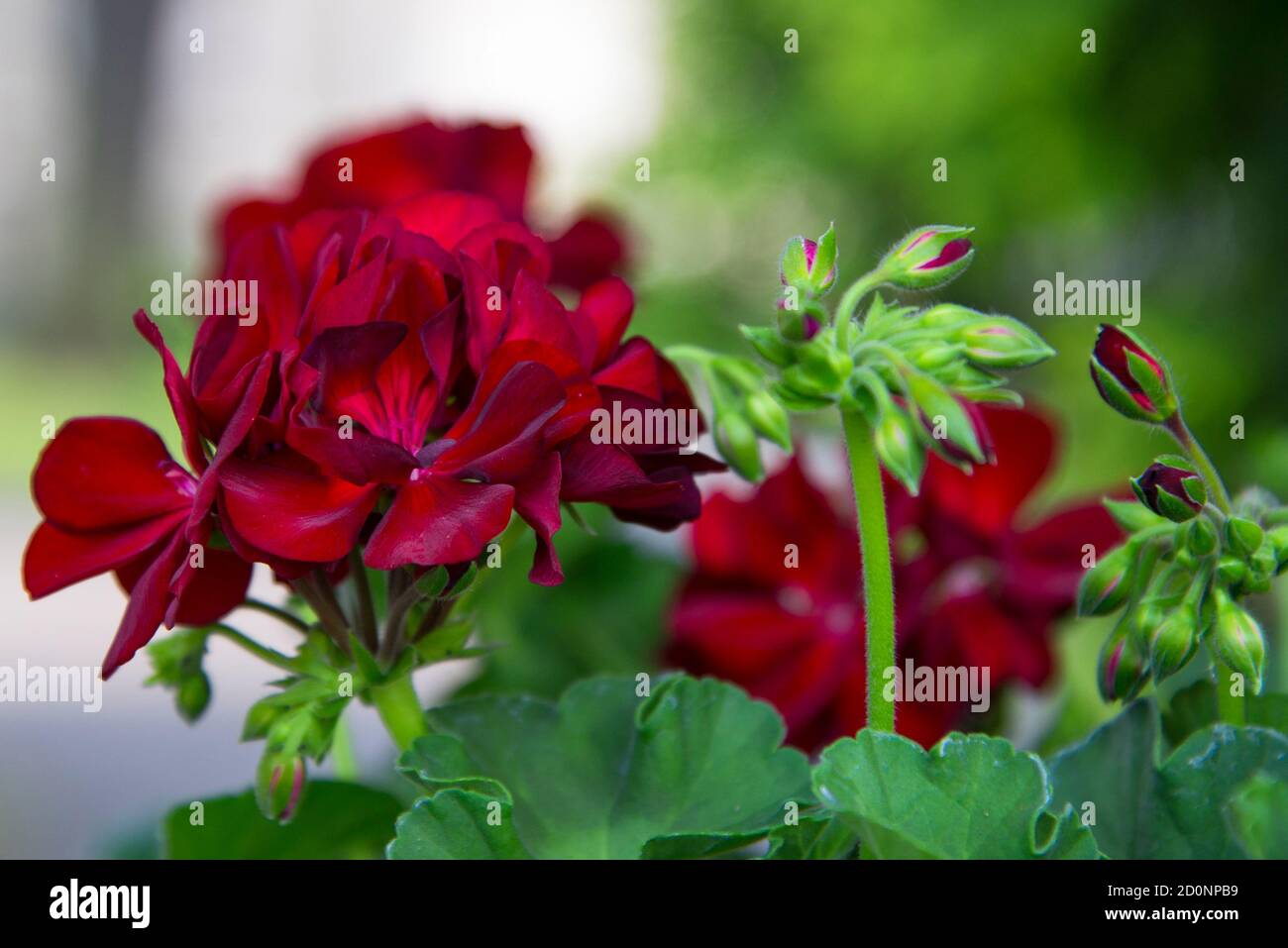 Red geranium in the summer garden Stock Photo - Alamy
