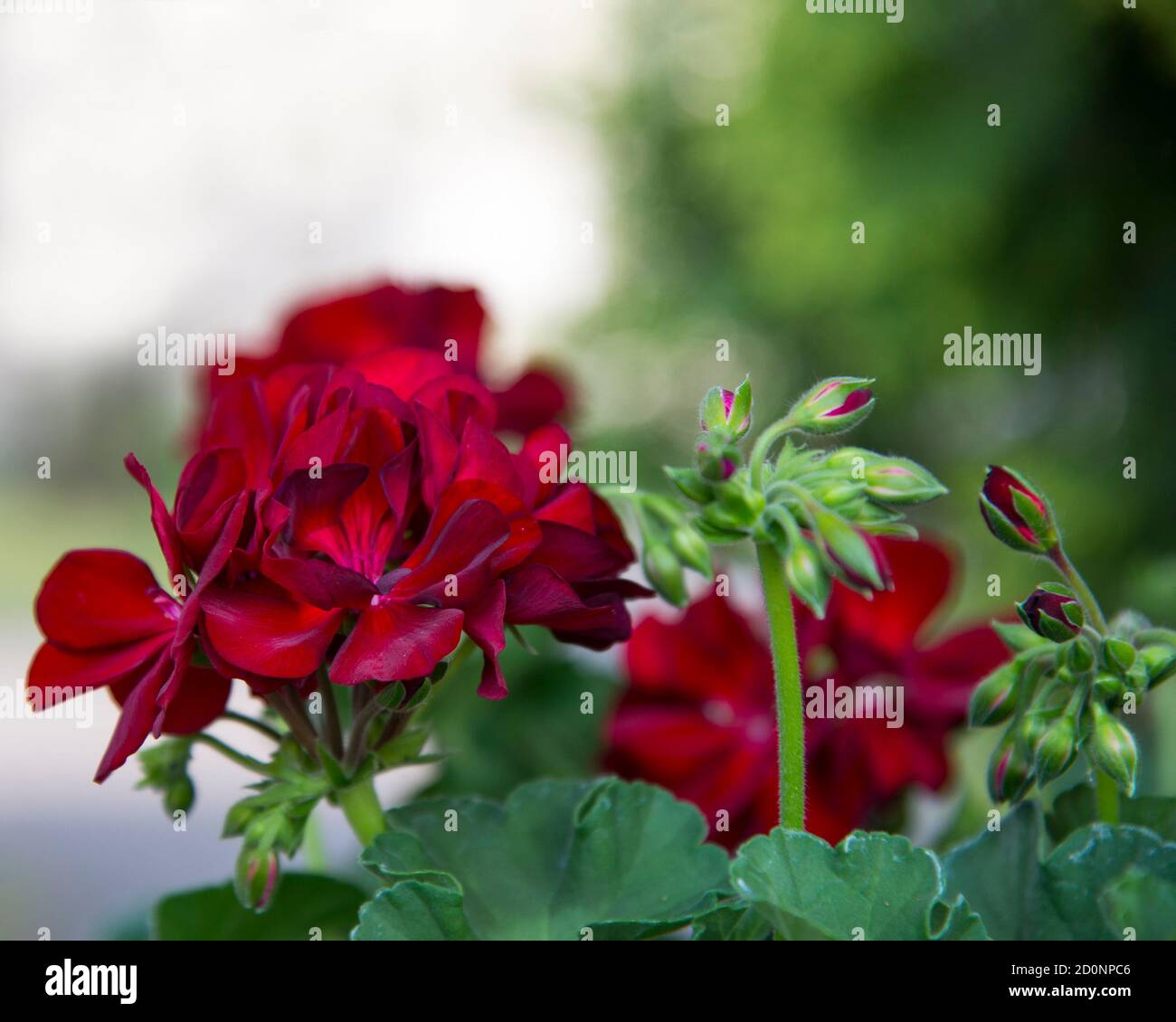 Inflorescence of red geranium flowers Stock Photo - Alamy