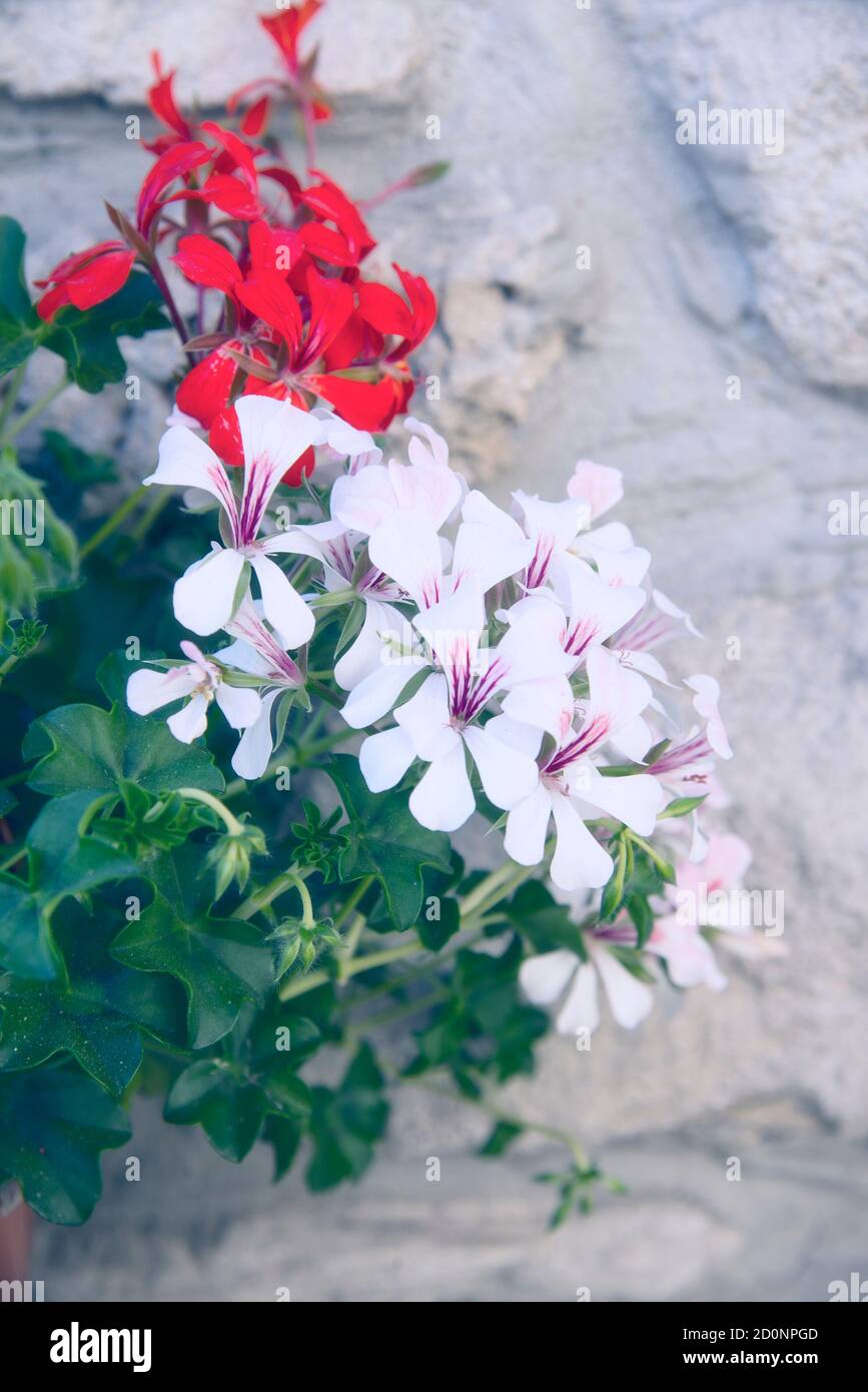 White and red geranium flowers in the pot Stock Photo - Alamy