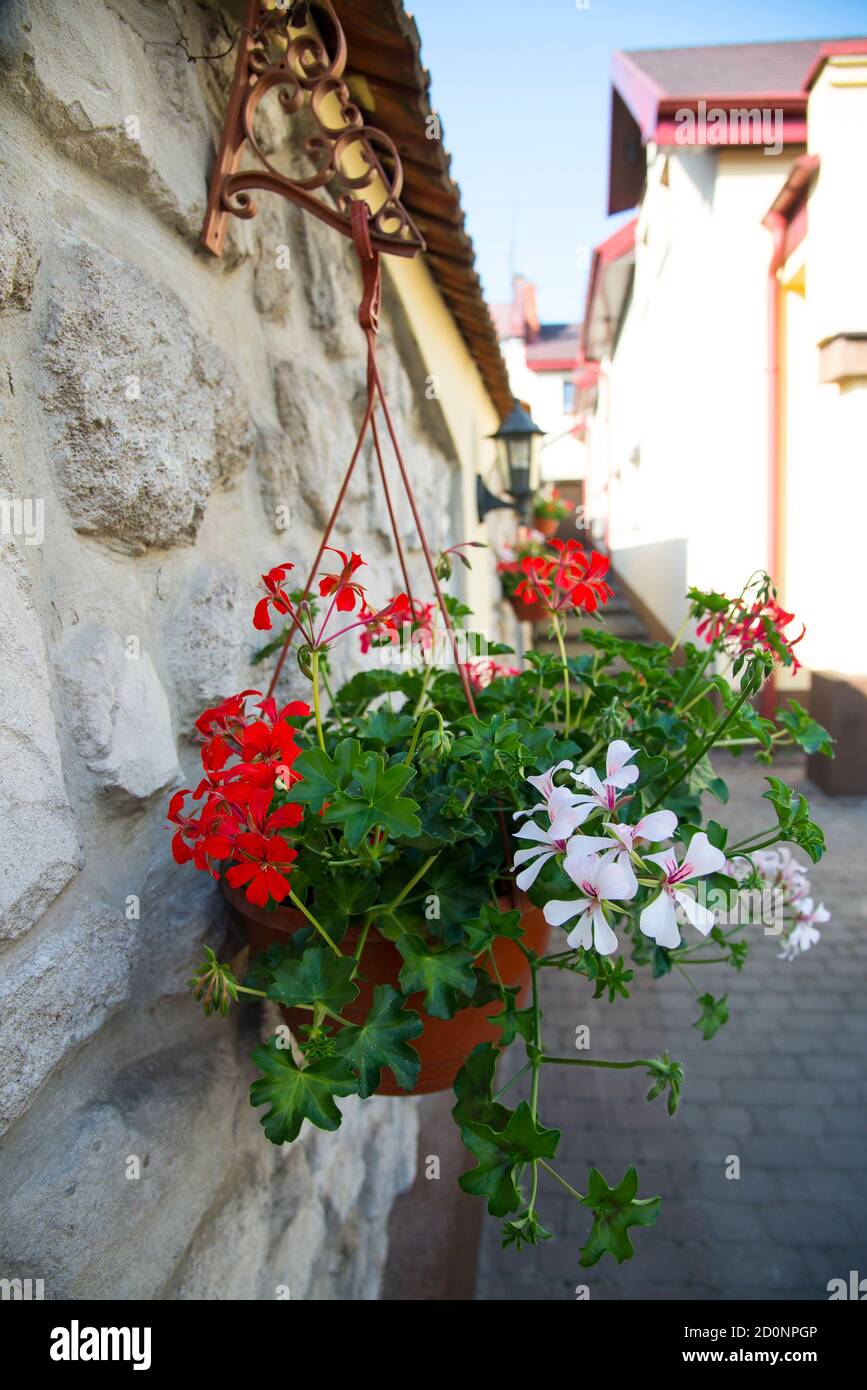 Red geranium flowers in the pot Stock Photo - Alamy