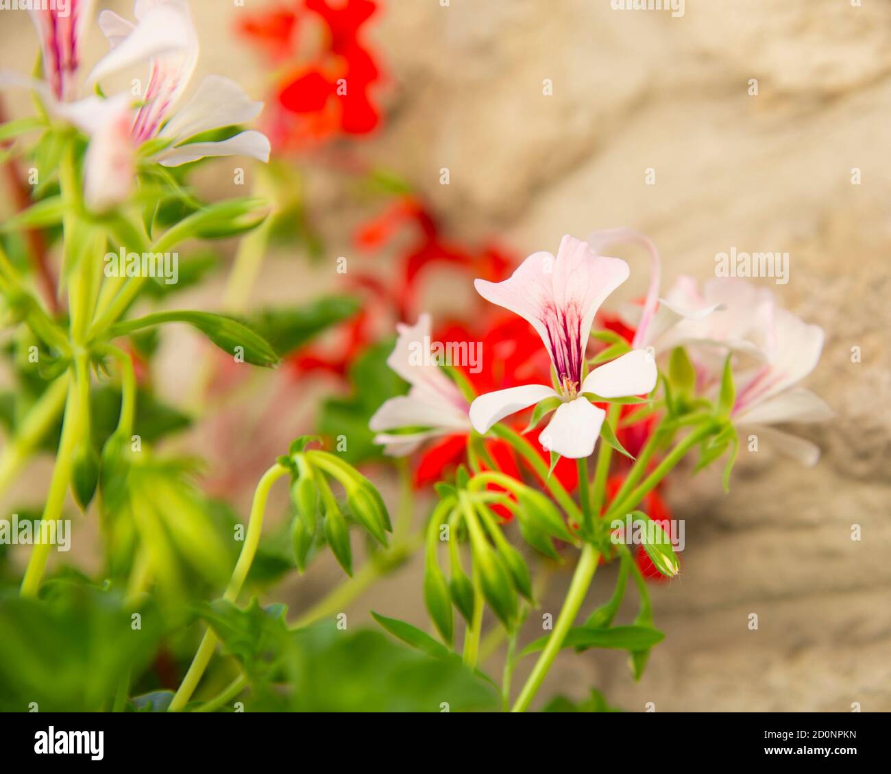The blossoming red and white geranium Stock Photo - Alamy