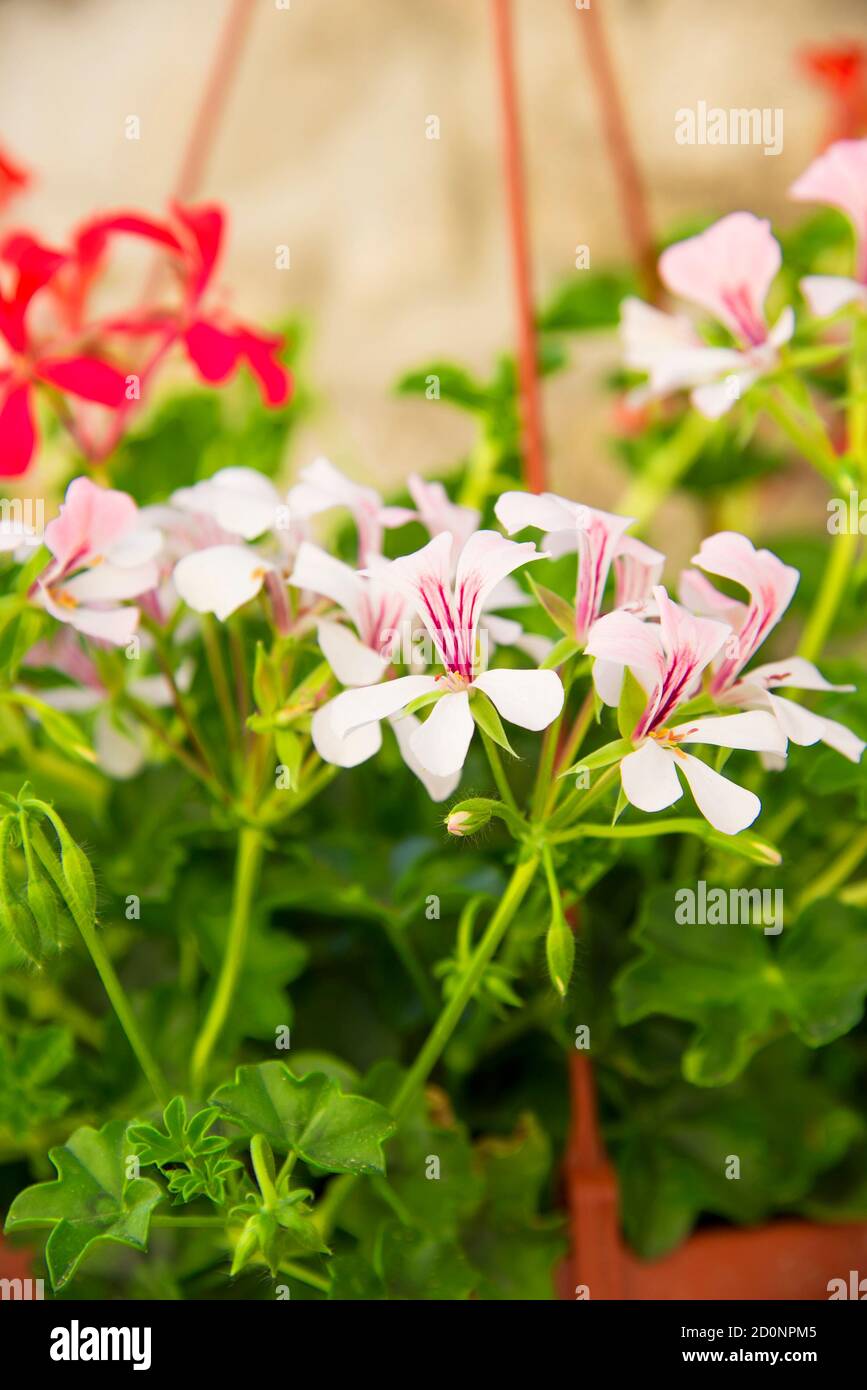 White geranium flowers in the pot Stock Photo - Alamy