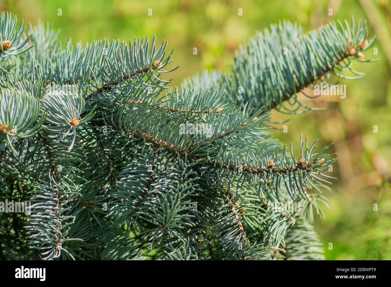 blue pine tree with bright blue needles in spring Stock Photo - Alamy
