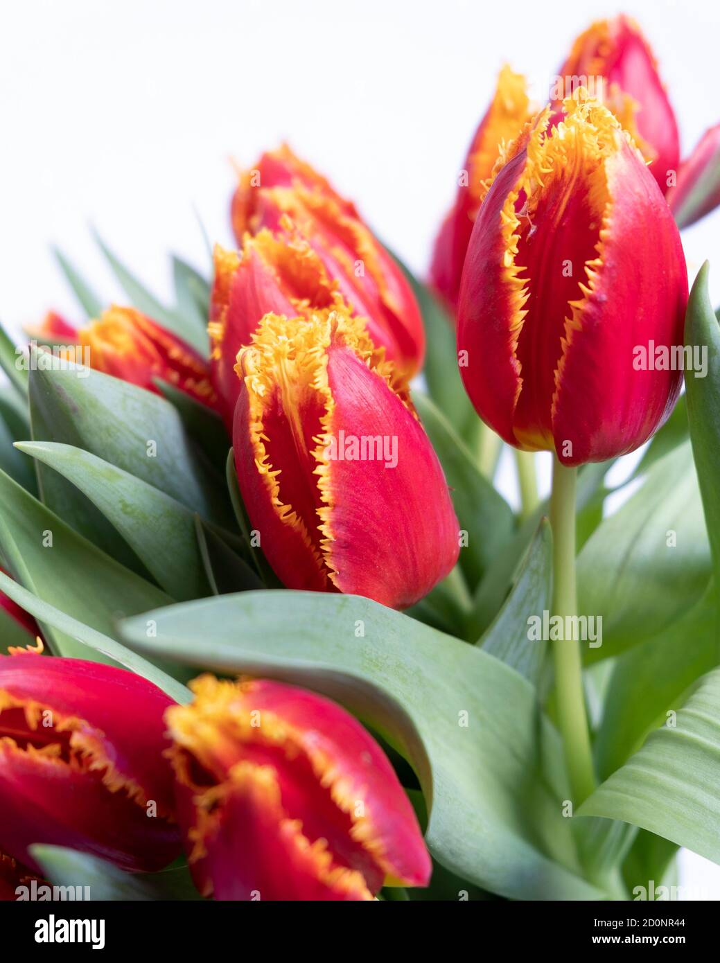 Bouquet of beautiful red tulips Stock Photo - Alamy