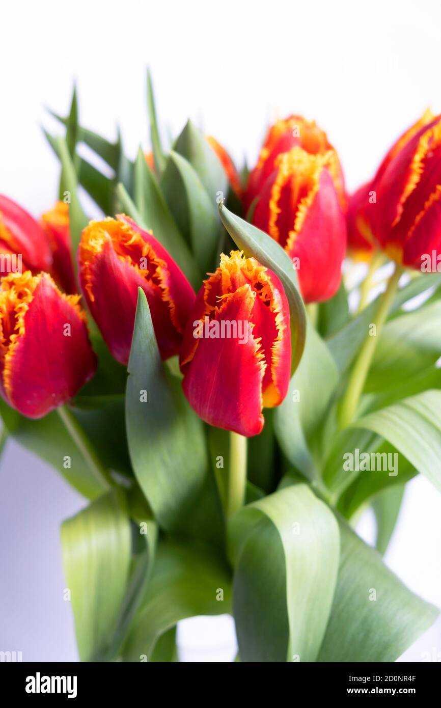 Bouquet of beautiful red tulips Stock Photo - Alamy