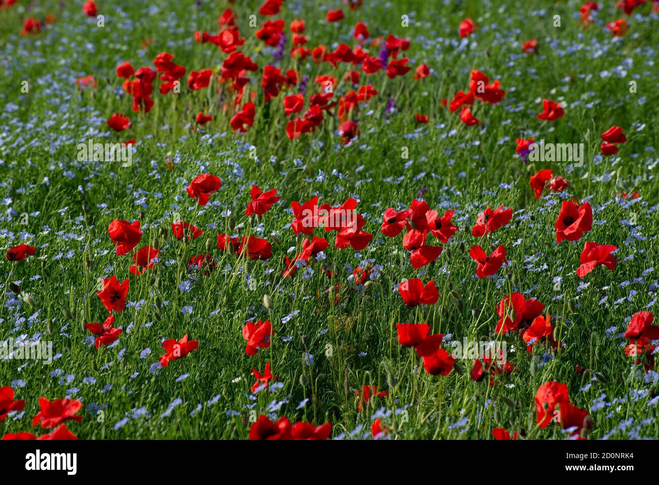 The field of the blossoming flax and poppies flowers Stock Photo - Alamy
